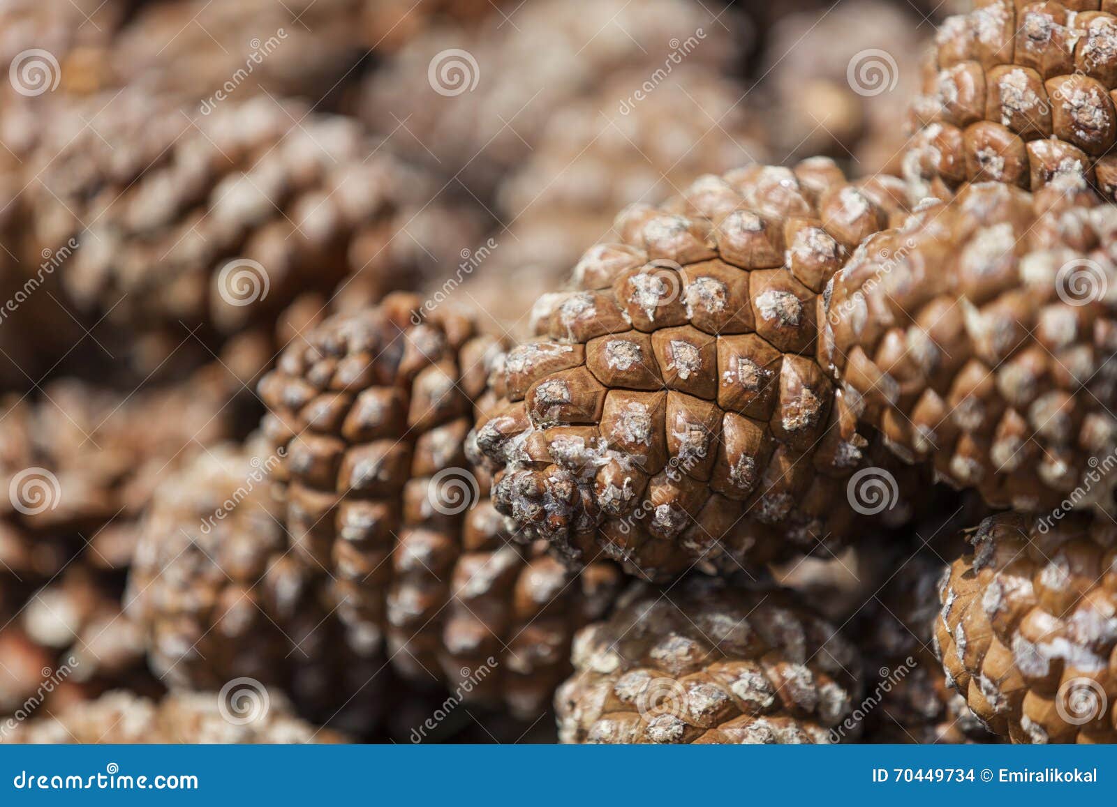 Pinyon Cone with Pine Nuts stock photo. Image of pine - 70449734