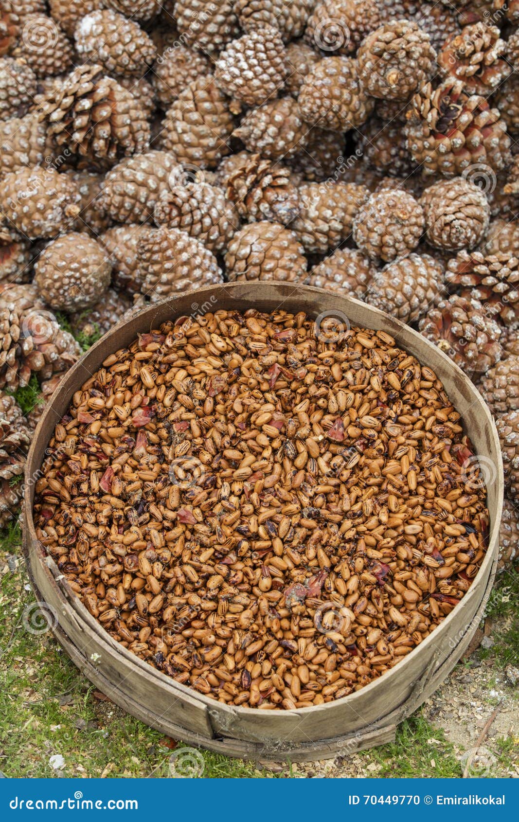 Pinyon Cone with Pine Nuts stock photo. Image of plant - 70449770