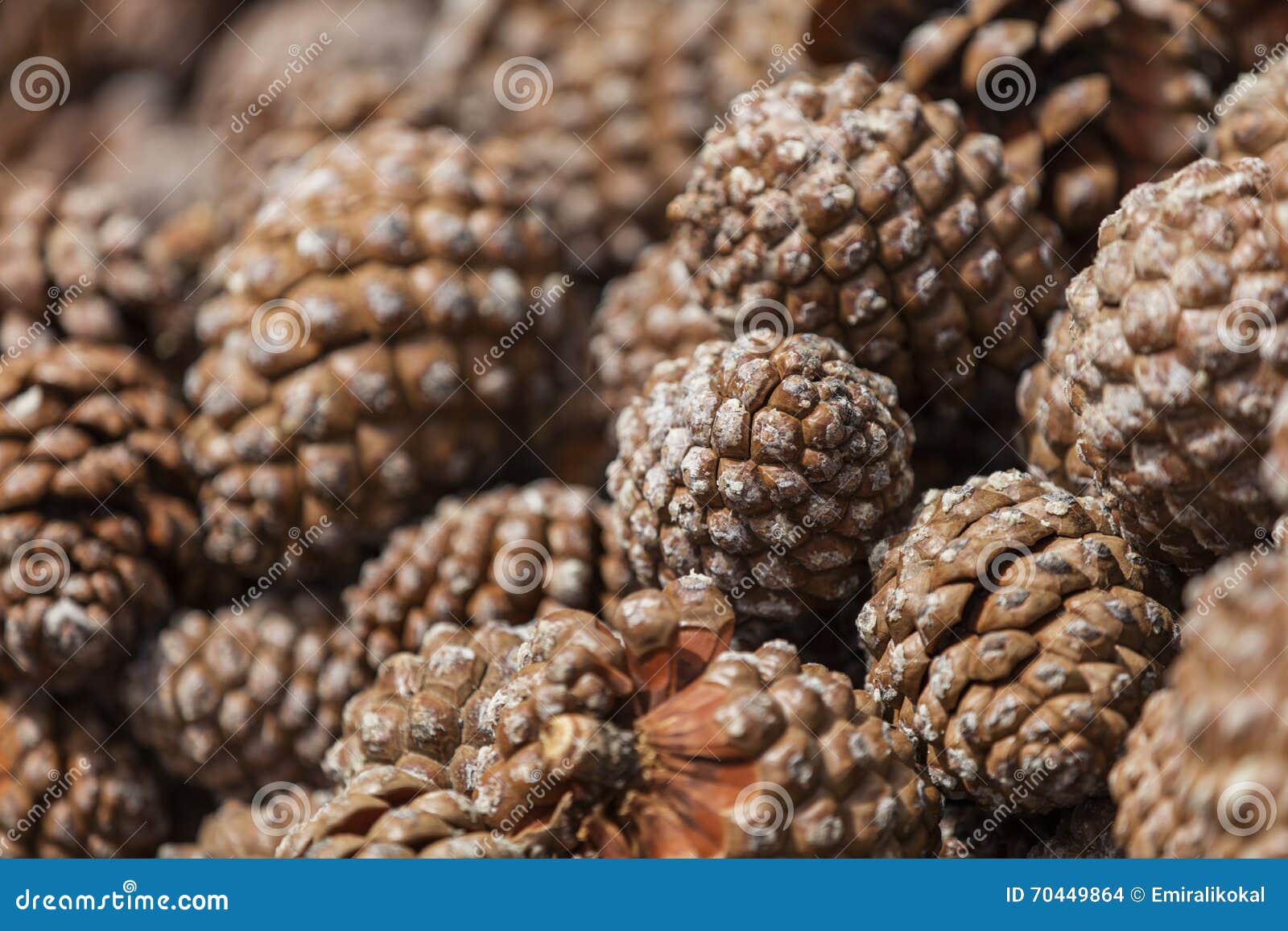 Pinyon Cone with Pine Nuts stock photo. Image of crop - 70449864