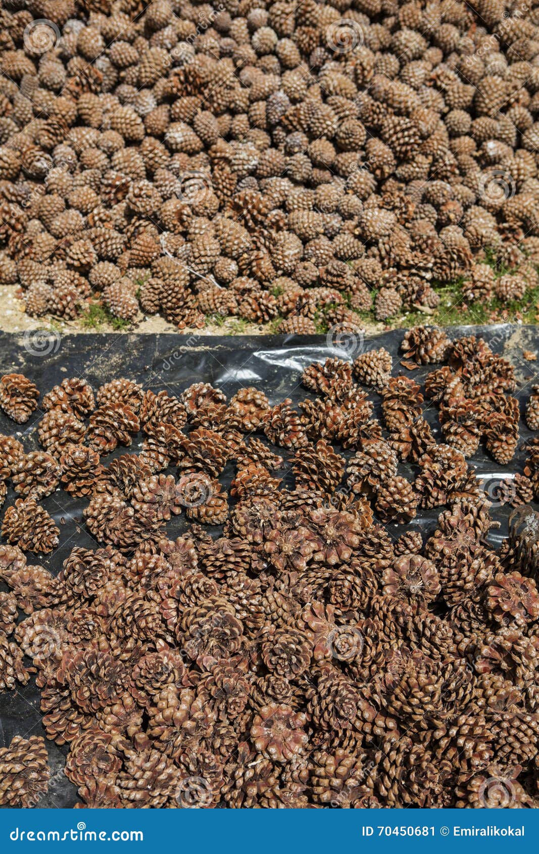 Pinyon Cone with Pine Nuts stock image. Image of tree - 70450681