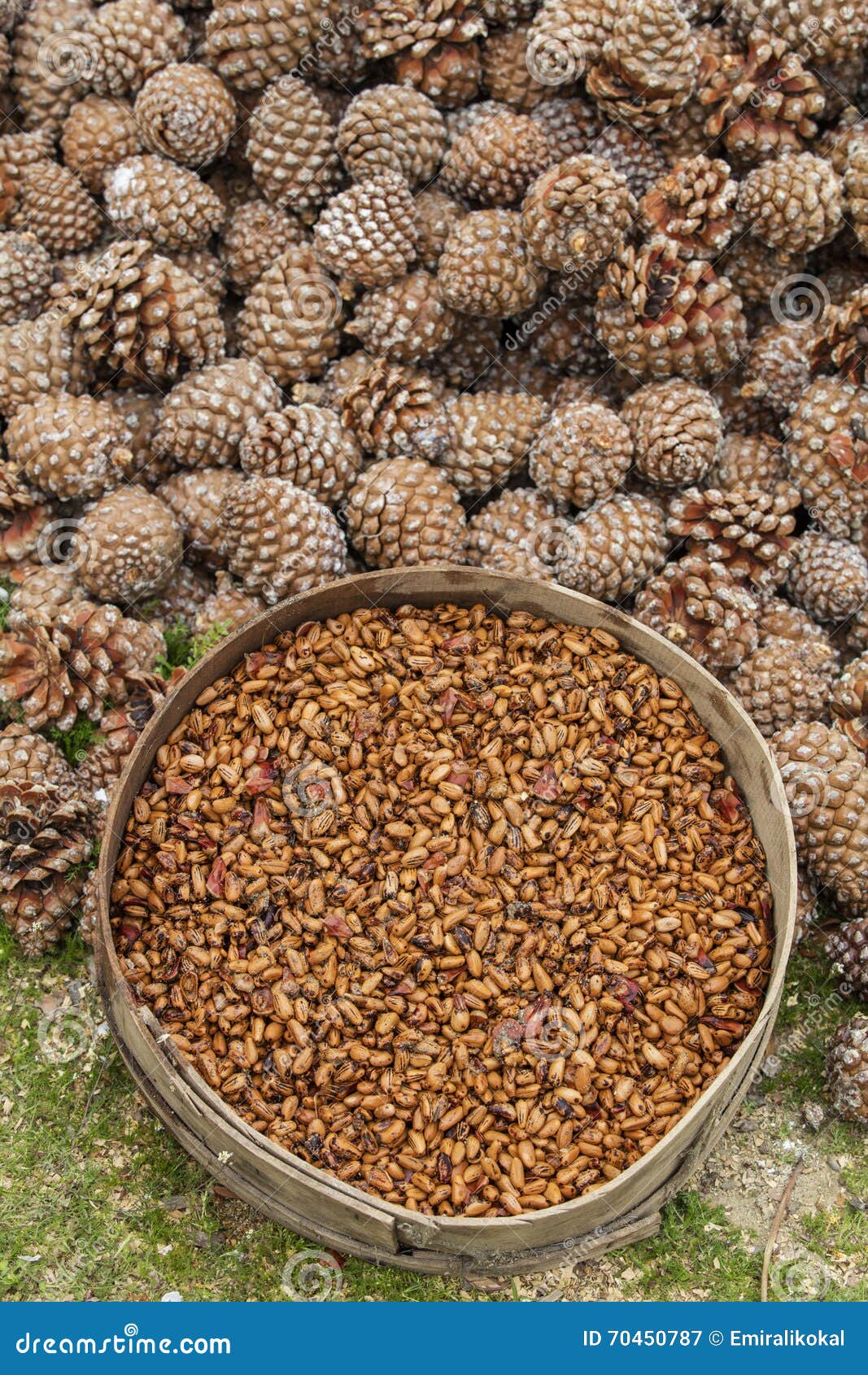Pinyon Cone with Pine Nuts stock image. Image of pinyon - 70450787