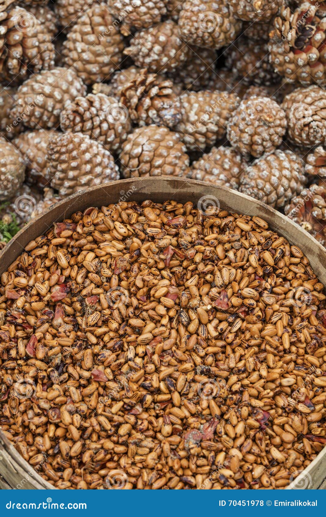 Pinyon Cone with Pine Nuts stock photo. Image of crop - 70451978