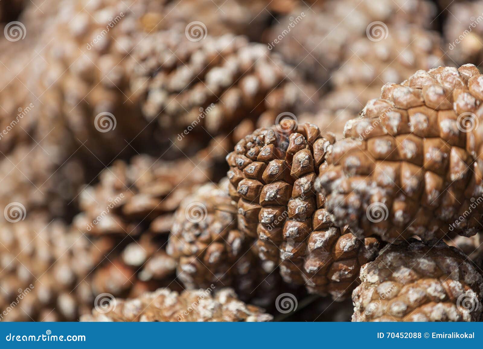 Pinyon Cone with Pine Nuts stock photo. Image of plant - 70452088