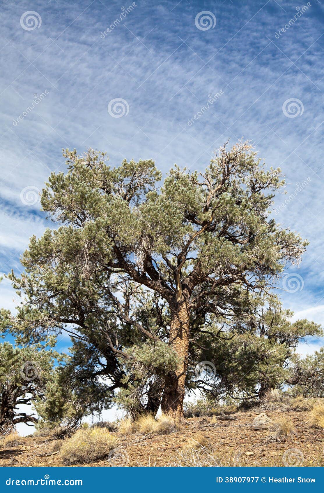Pinyon and Juniper Forest stock image. Image of blue - 38907977