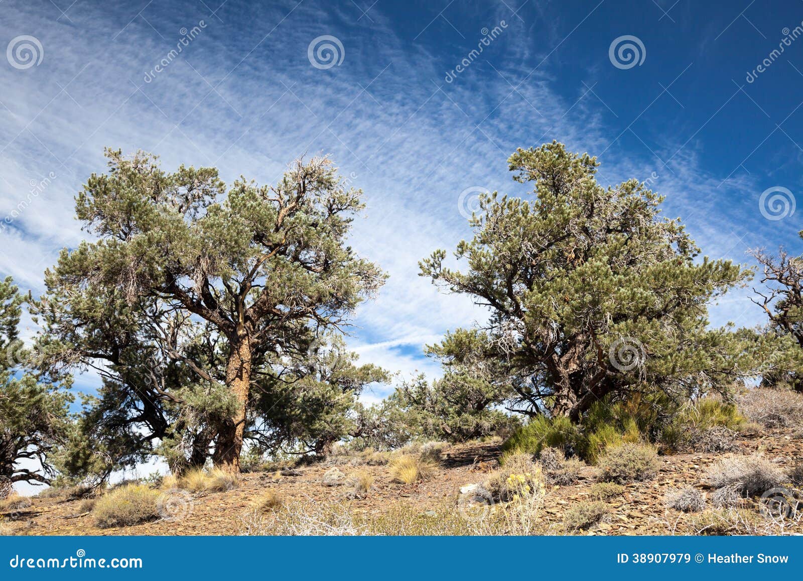 Pinyon and Juniper Forest stock image. Image of quiet - 38907979