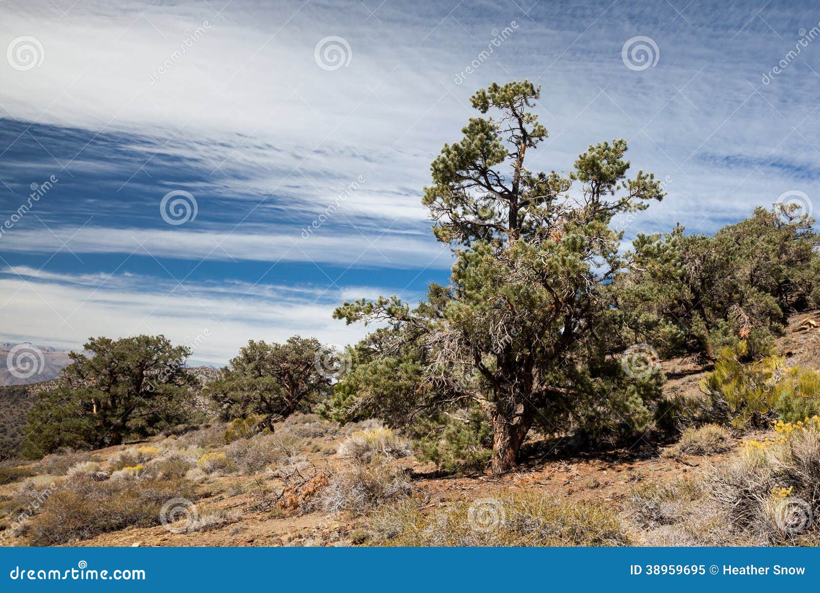 Pinyon and Juniper Forest stock image. Image of sunny - 38959695