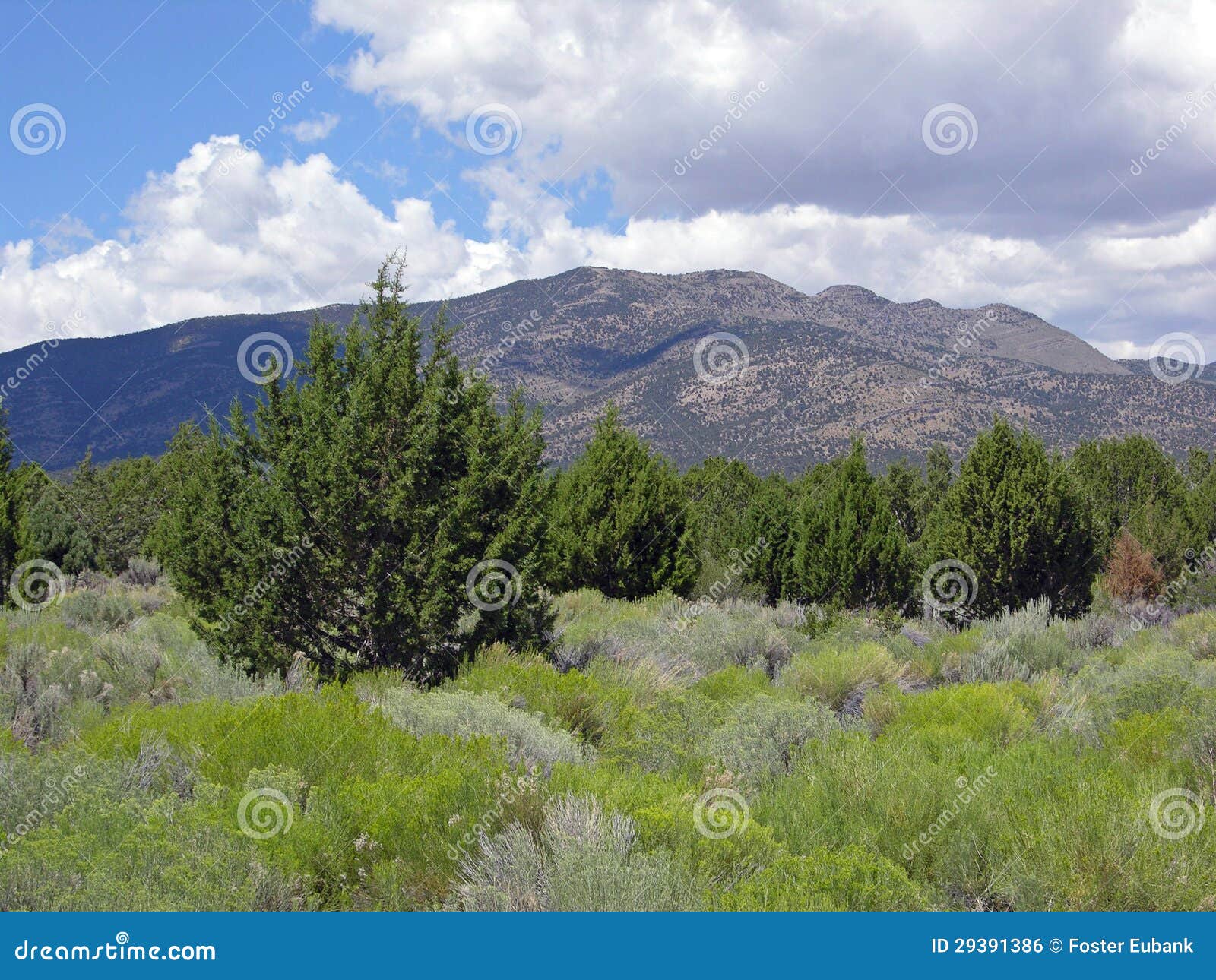 Pinyon Juniper and Sage Biome in East- Central Nevada. Stock Photo ...