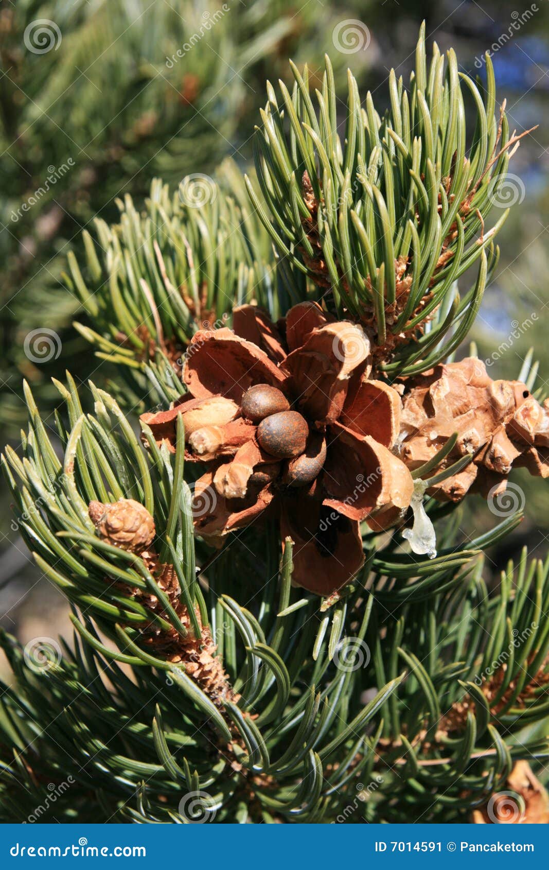 Pinyon Pine (pinus Edulis) Cone Stock Image - Image of edulis, closeup ...