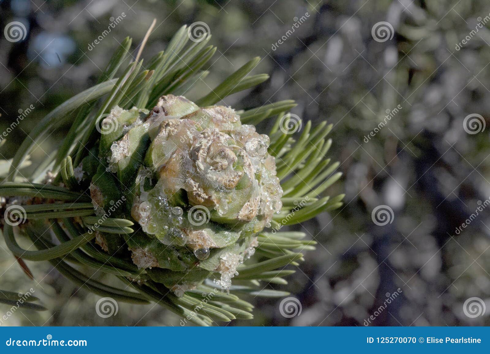Pinyon Pine Cone with Resin and Double Needles at the End of a Branch ...