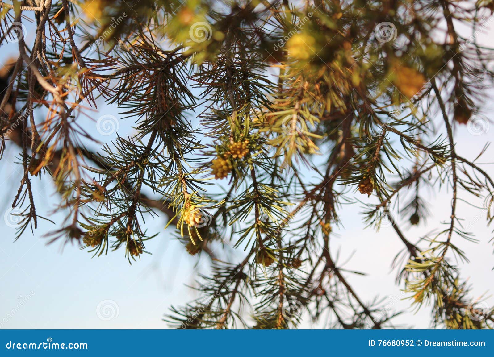 Pinyon Pine Tree stock photo. Image of blue, sets, desert - 76680952
