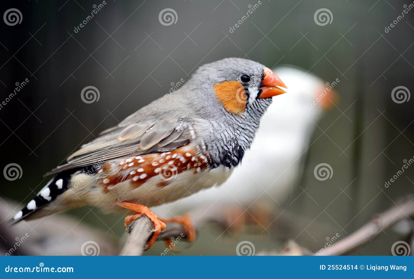 Pinzón de cebra foto de archivo. Imagen de pluma, color - 25524514