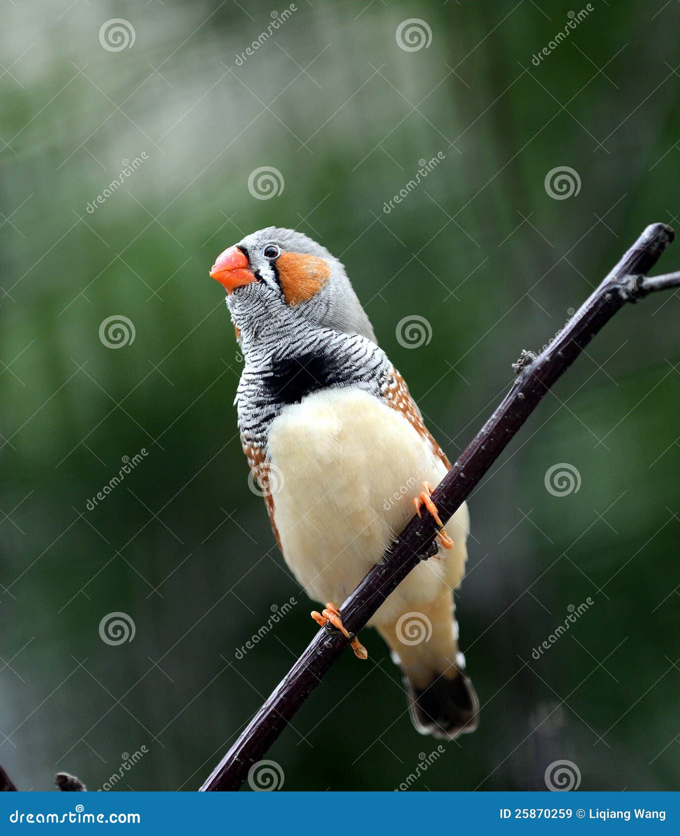 Pinzón de cebra imagen de archivo. Imagen de fondo, pluma - 25870259