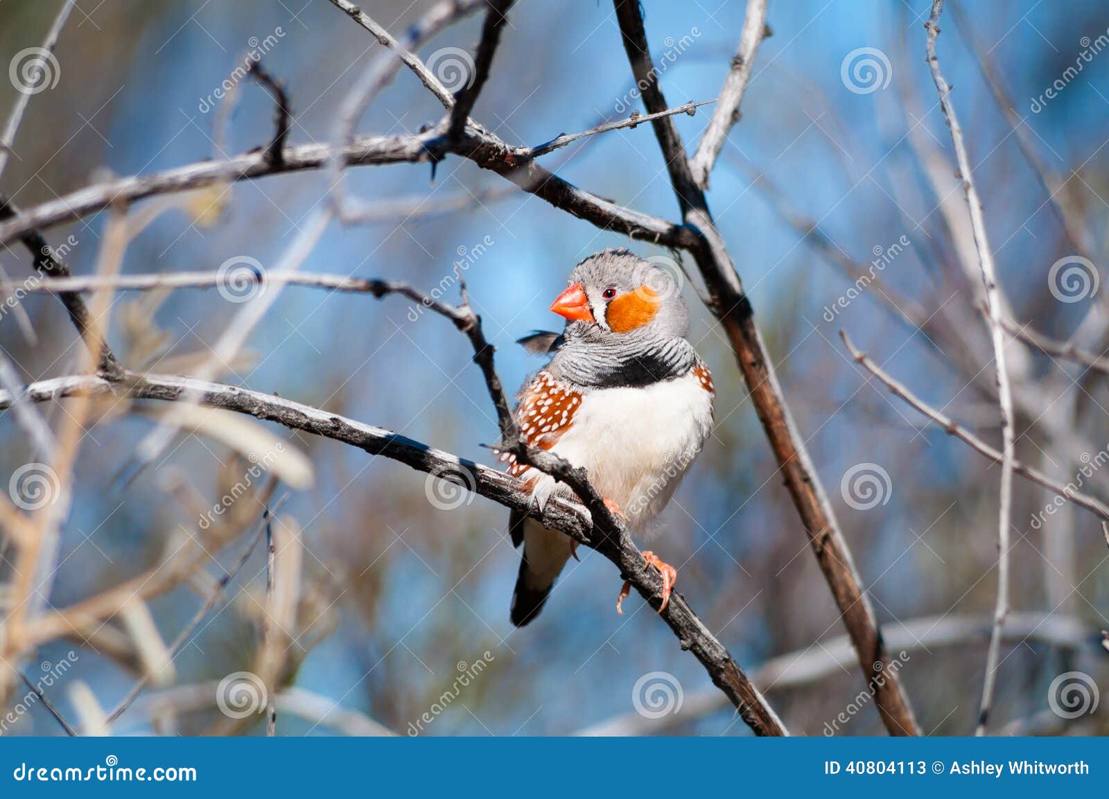 Pinzón de cebra imagen de archivo. Imagen de salvaje - 40804113