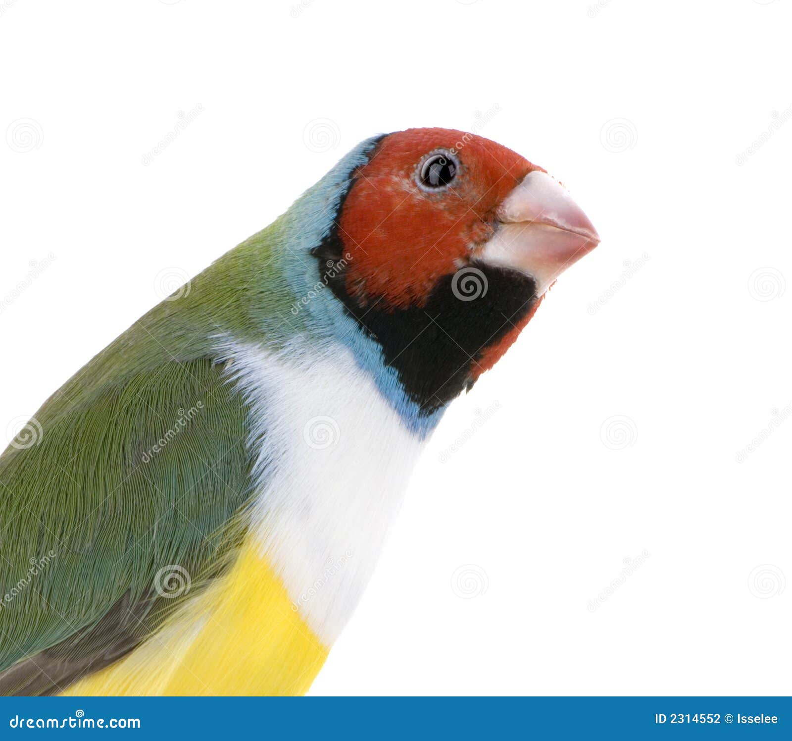 Pinzón de Gouldian foto de archivo. Imagen de doméstico - 2314552