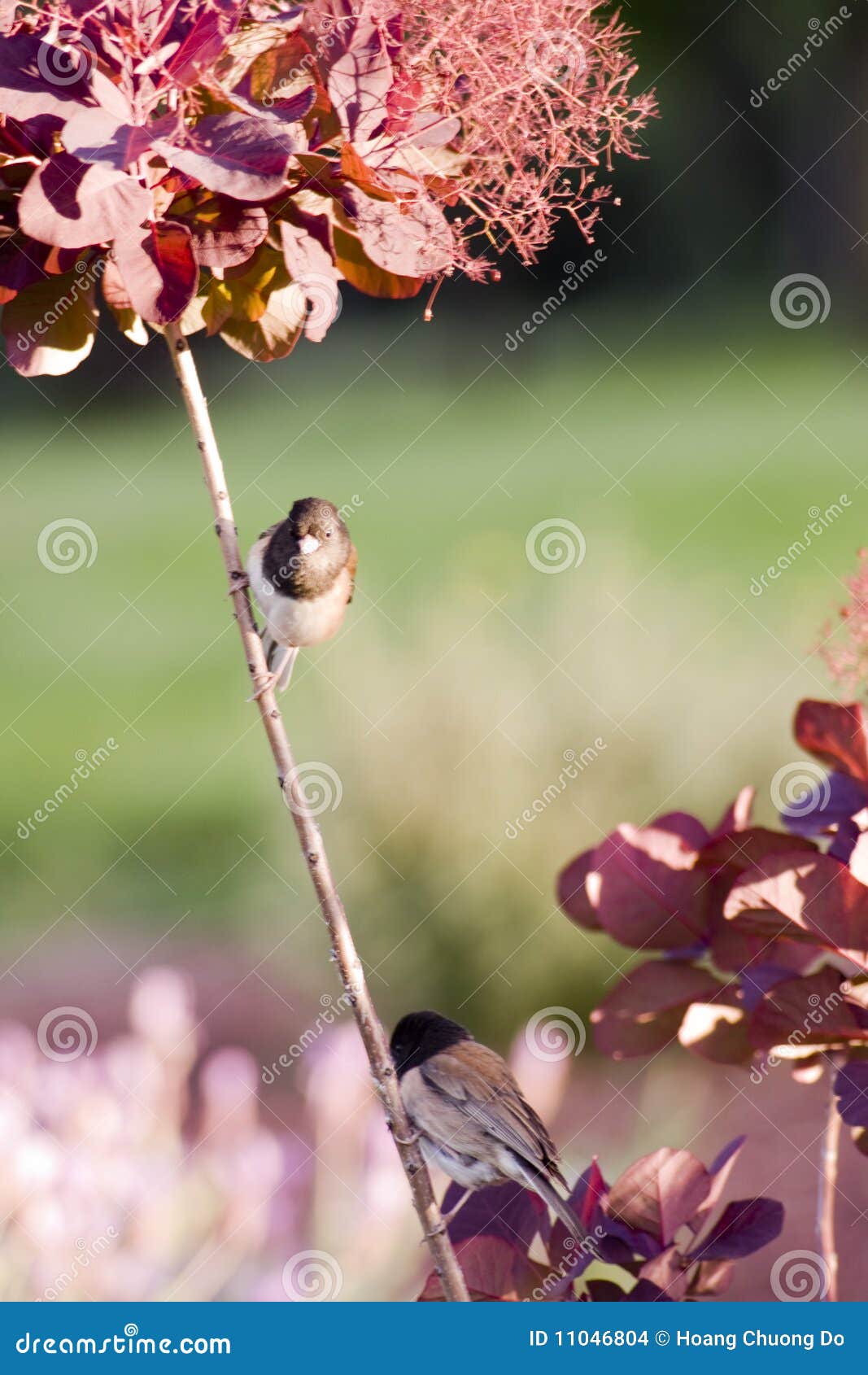 Pinzón en un árbol foto de archivo. Imagen de casa, salvaje - 11046804
