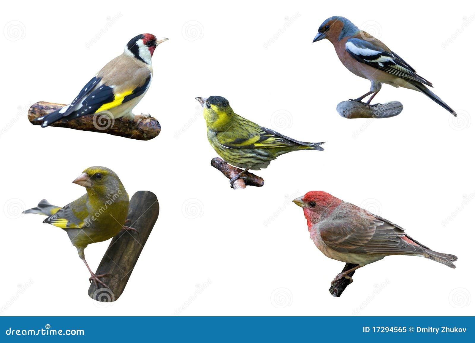 Pinzones imagen de archivo. Imagen de belleza, cola, salvaje - 17294565