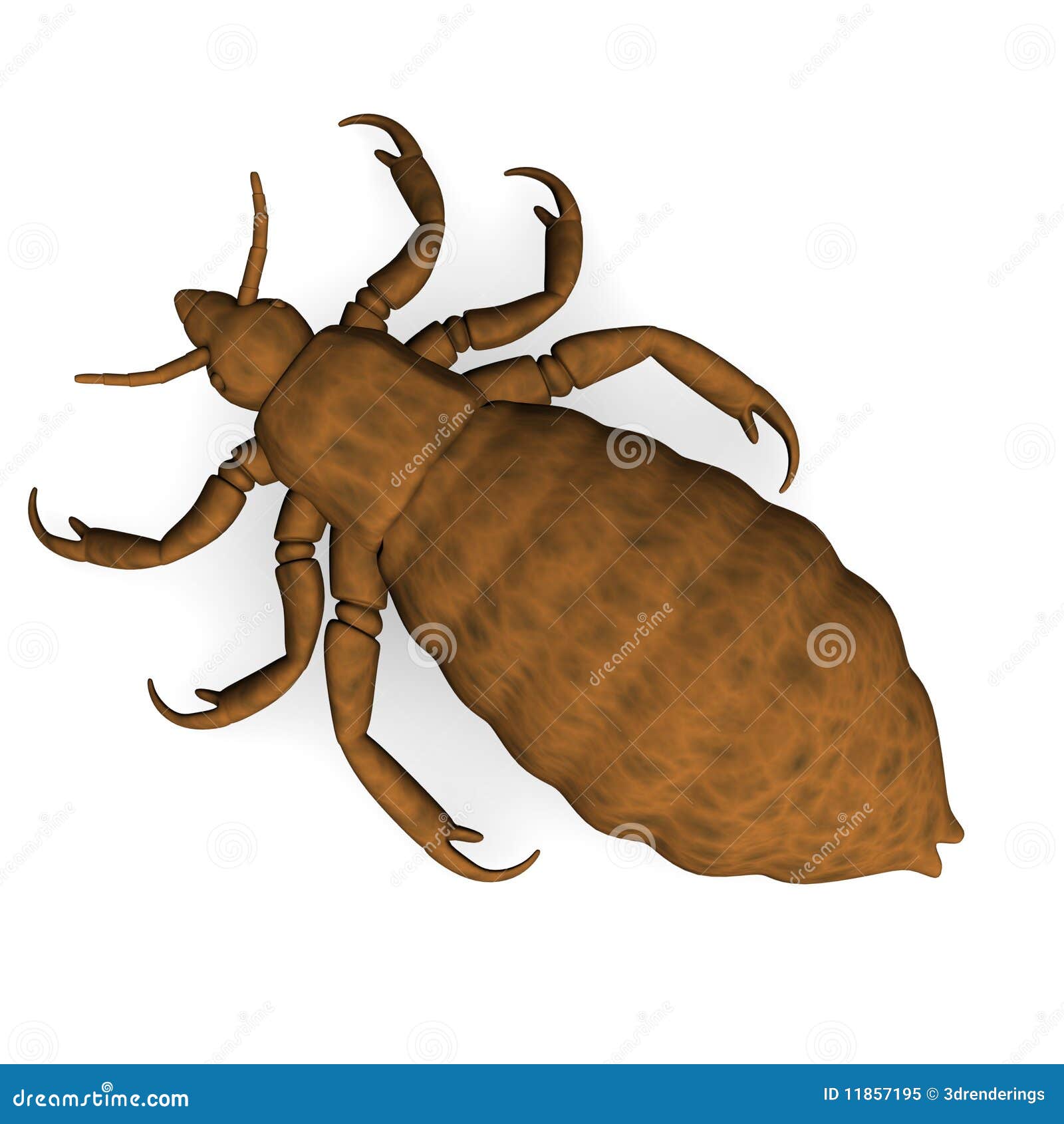 Piolho Foto de Stock Royalty Free - Imagem: 11857195