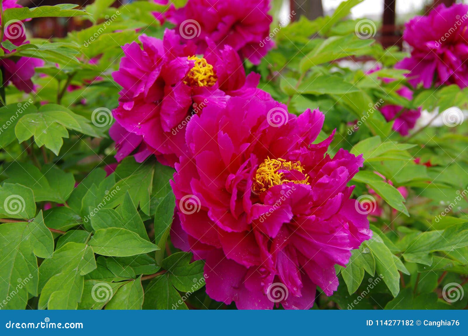 Pion arkivfoto. Bild av pion, full, bilder, objekt, brigham - 114277182