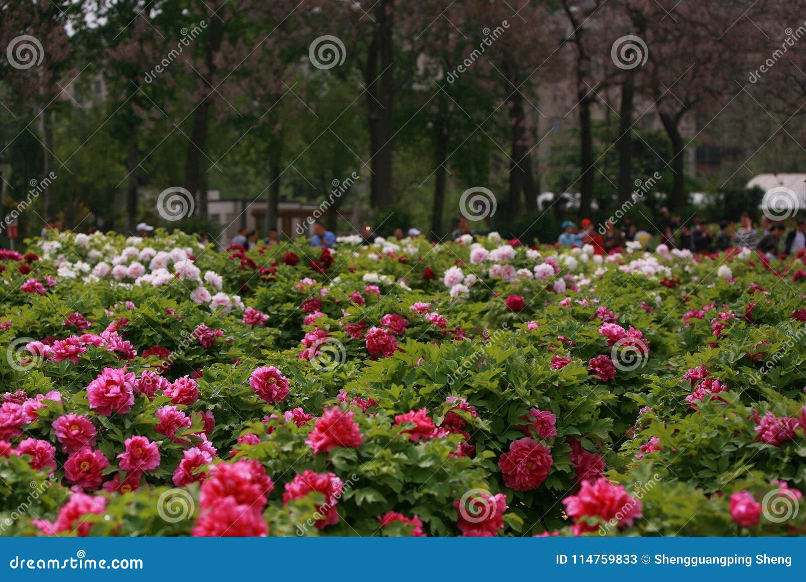 Pion fotografering för bildbyråer. Bild av dyrbart, nationellt - 114759833