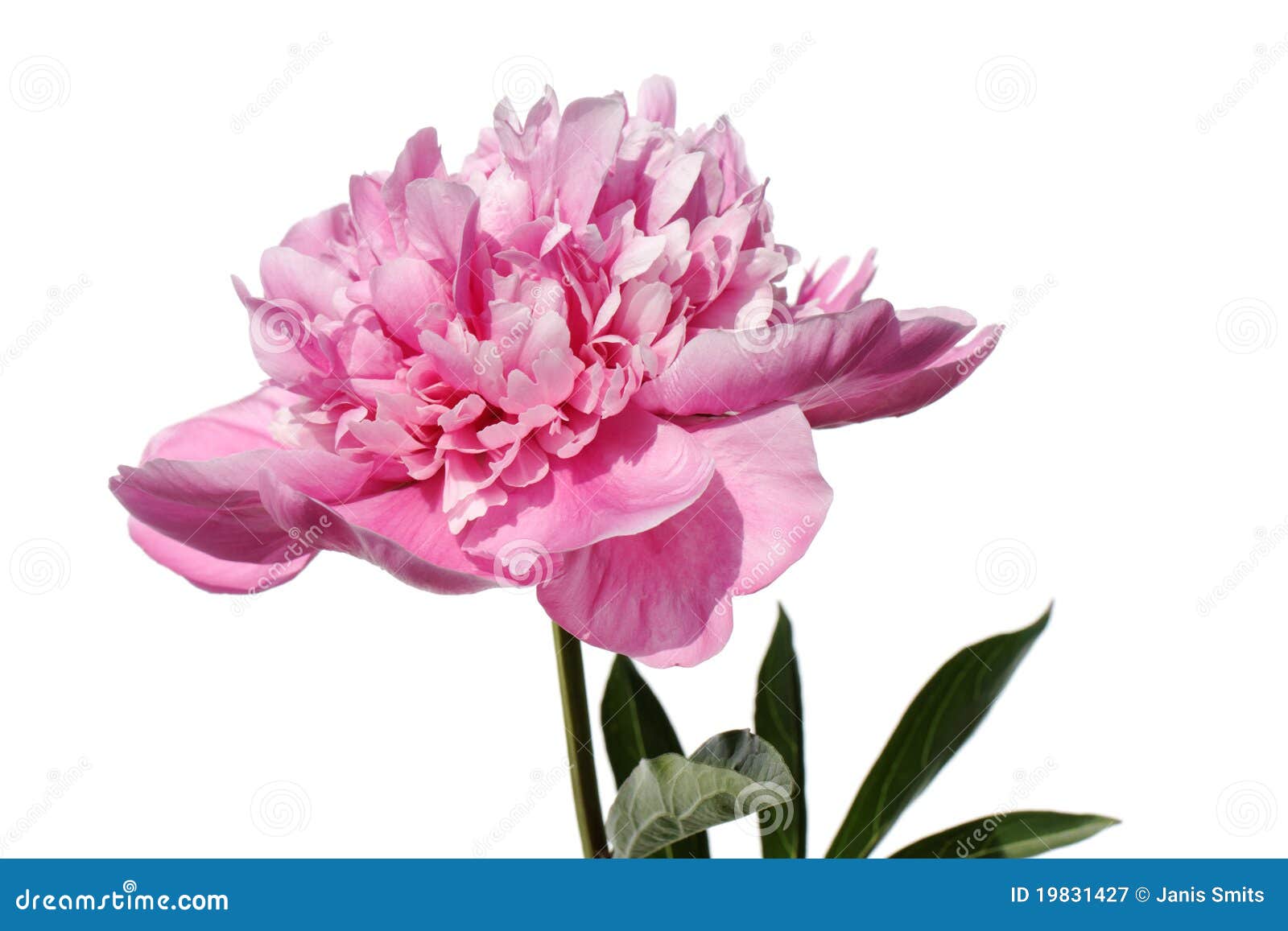 Pion fotografering för bildbyråer. Bild av folk, blommar - 19831427