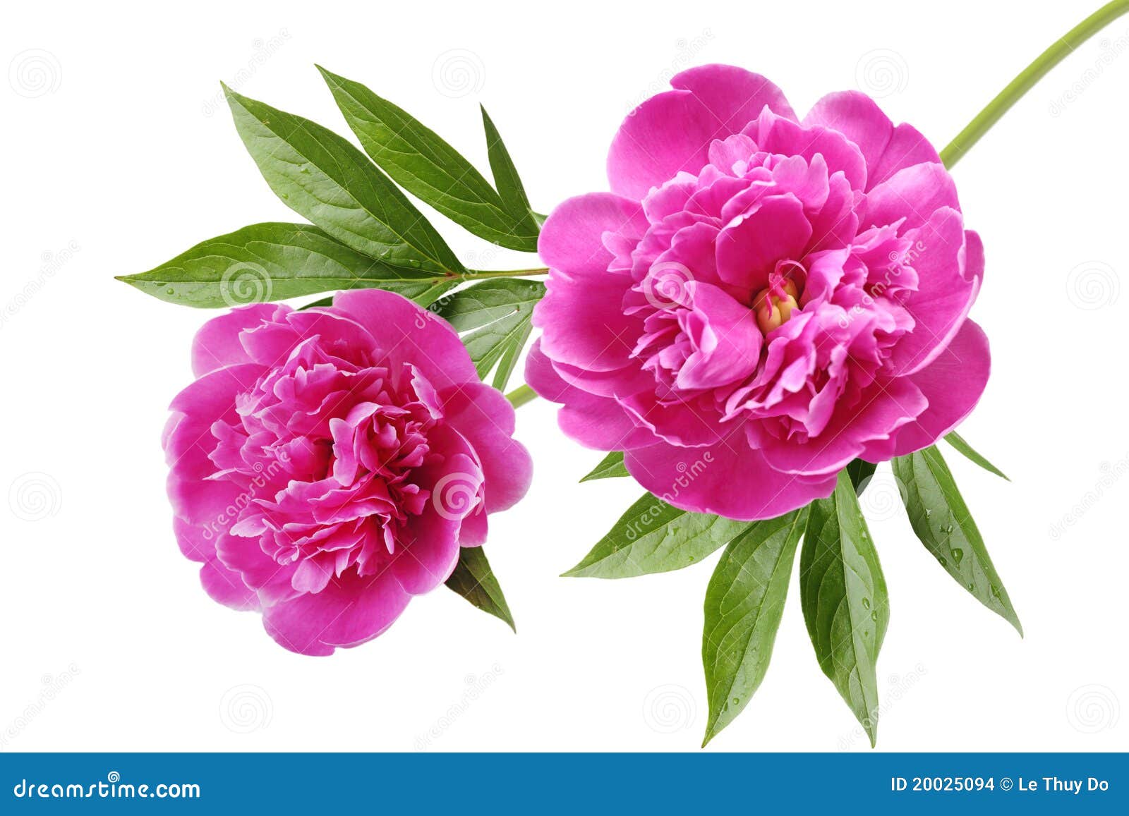 Pion arkivfoto. Bild av blomma, rosa, fint, brigham, grön - 20025094