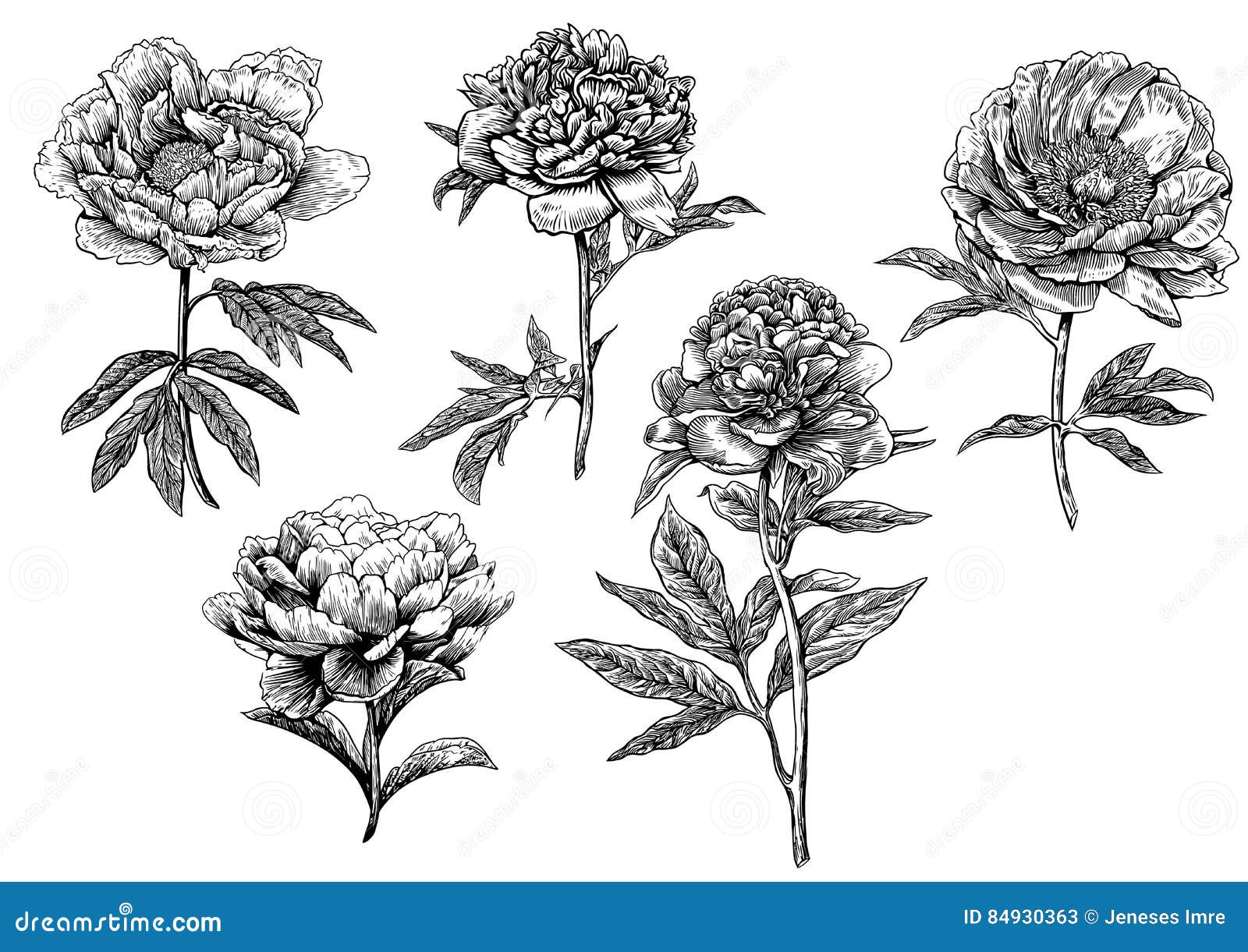 Pion Blomma, Gravyr, Teckning, Vektor, Illustration Vektor ...