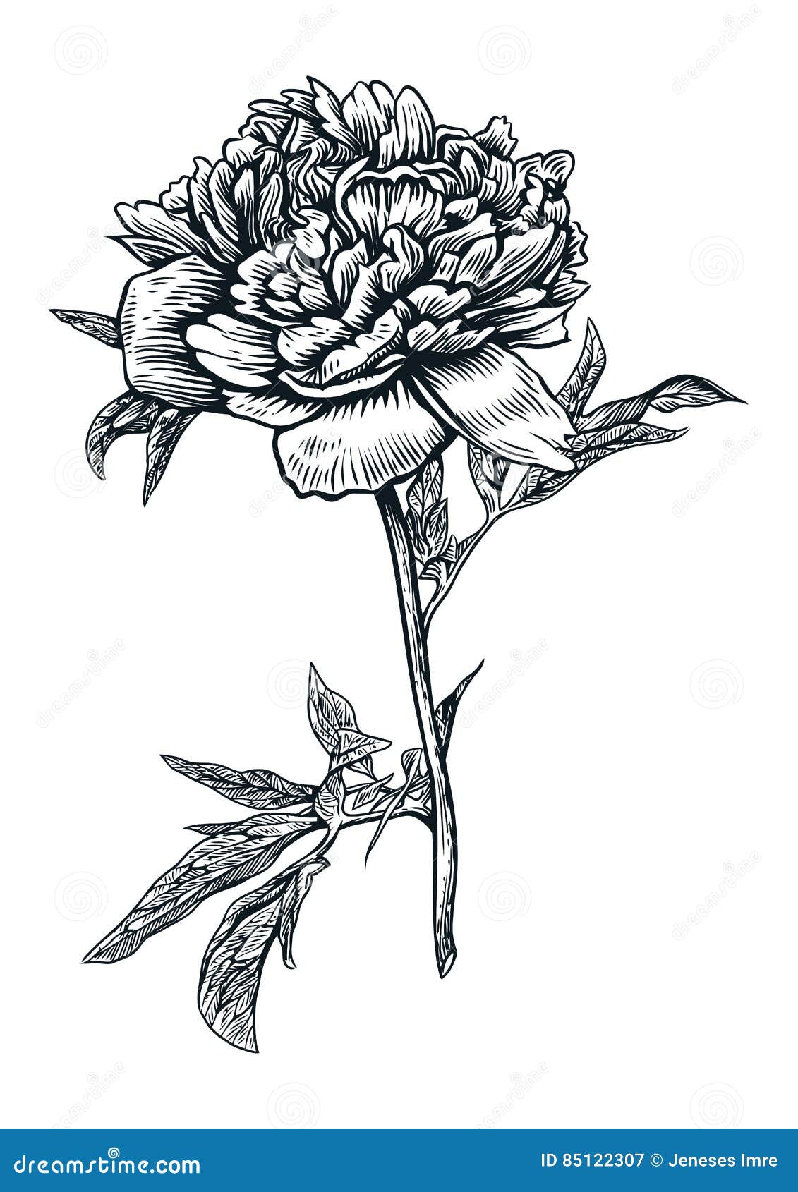 Pion Blomma, Gravyr, Teckning, Vektor, Illustration Vektor ...