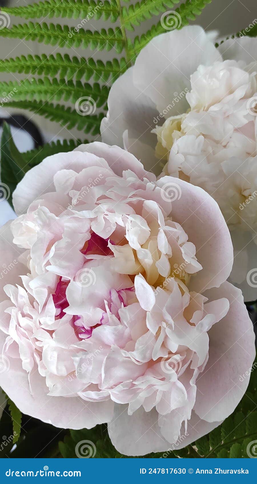 Pion rose pink plants stock photo. Image of bouquet - 247817630