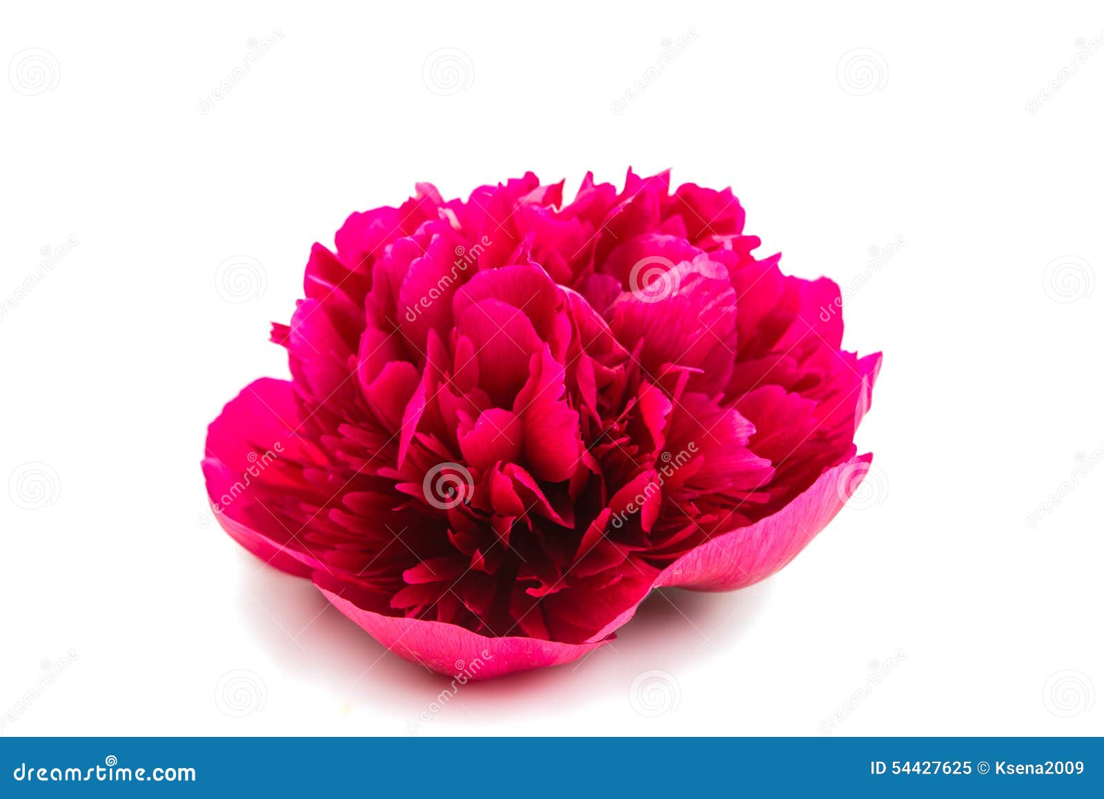 Piones rojos imagen de archivo. Imagen de verde, flor - 54427625