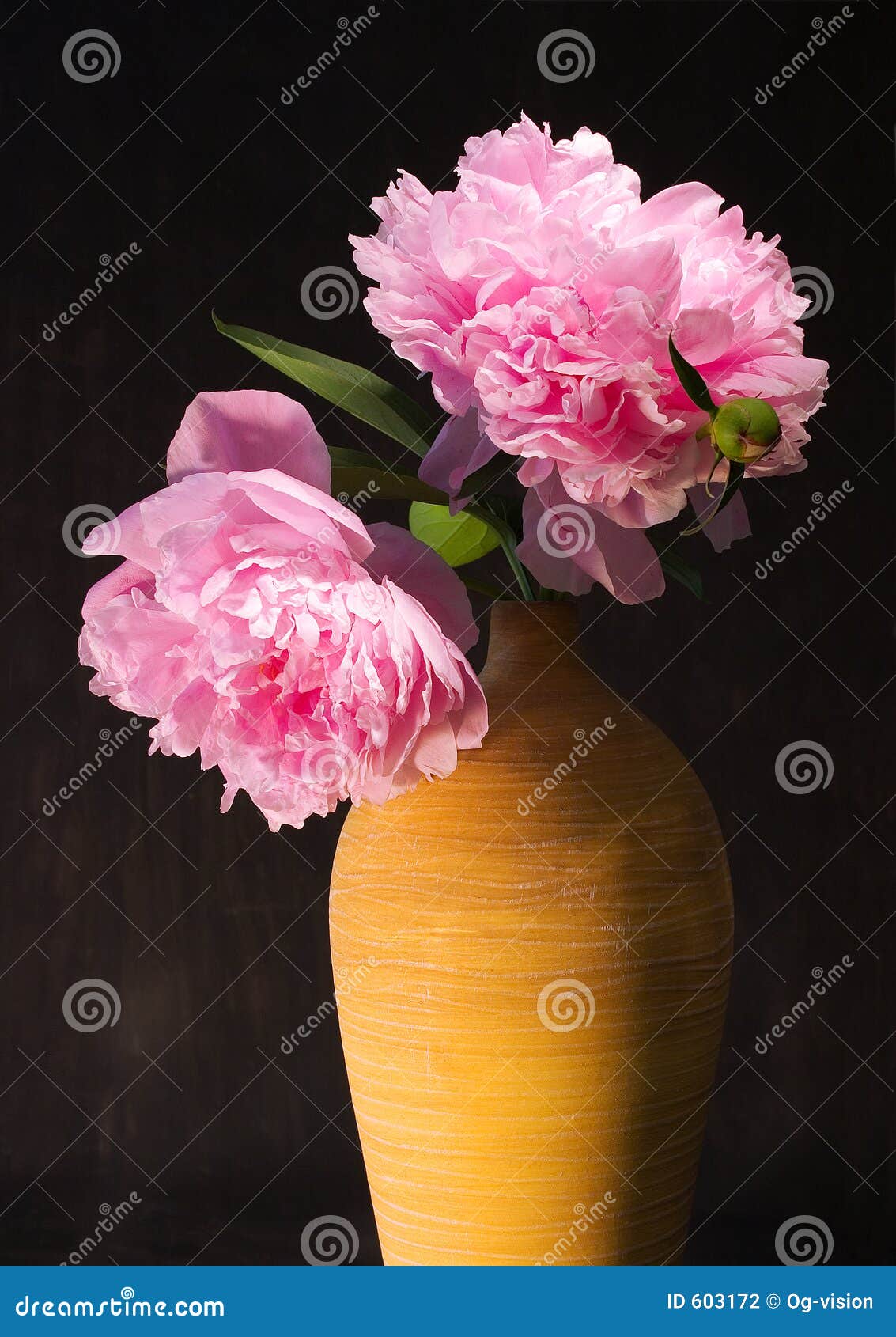 Pions stock photo. Image of light, pion, flora, shadow - 603172