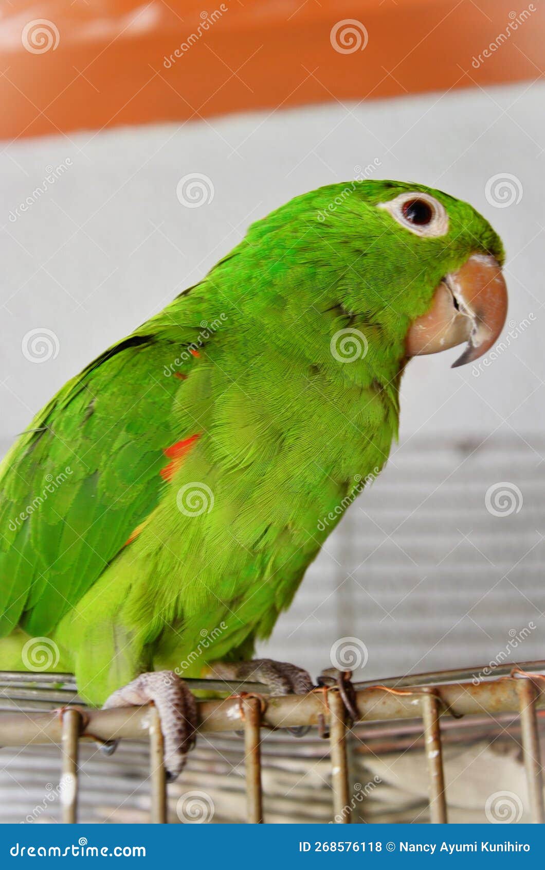 A Pionus Maximiliani Bird on Top of Its Cage Stock Photo - Image of ...