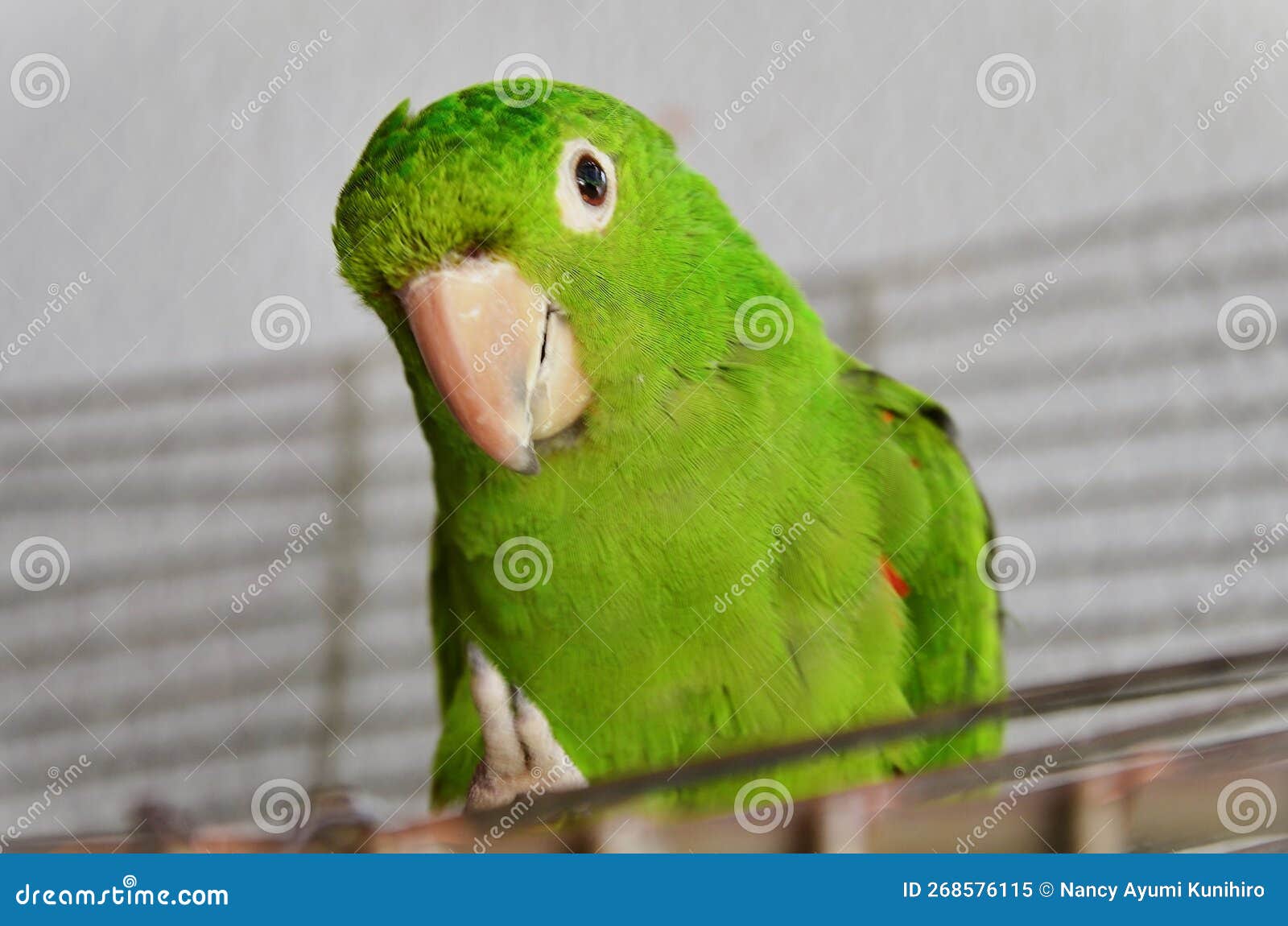 A Pionus Maximiliani on Top of Its Cage Looking Curiously Stock Image ...