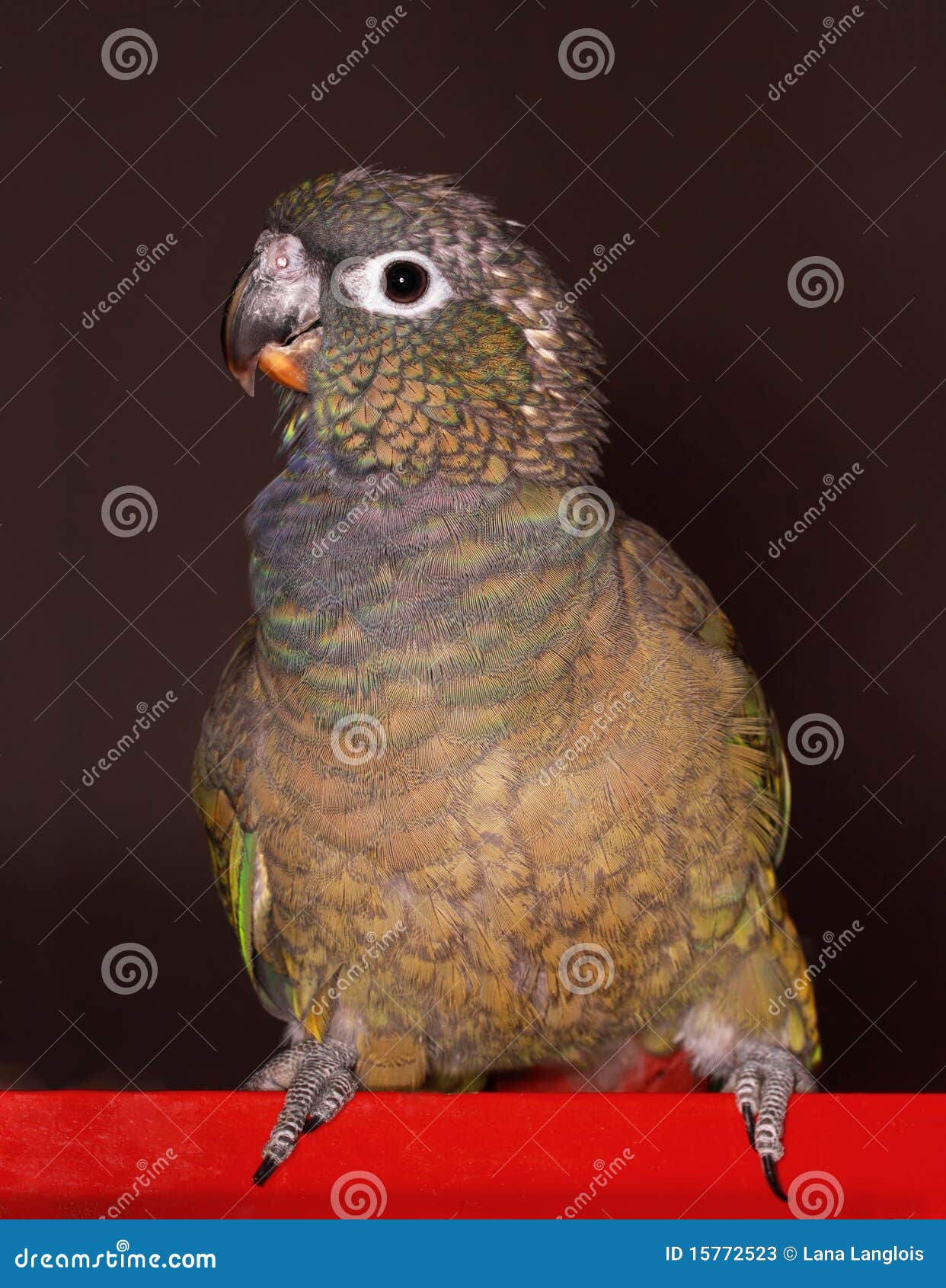 Pionus parrot stock image. Image of beak, animal, portrait - 15772523