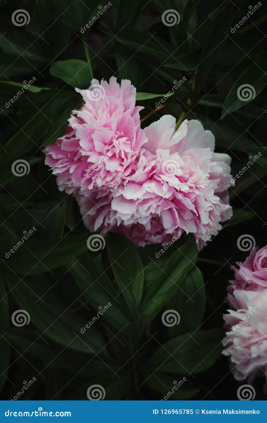 Piony in bloom stock image. Image of nature, flora, green - 126965785