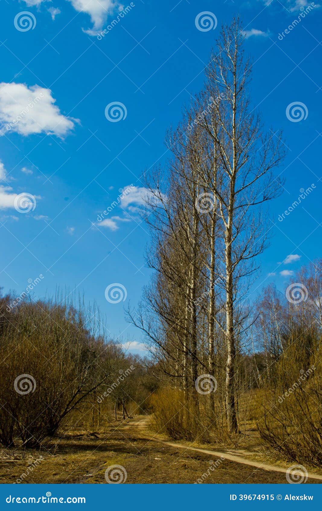 Pioppi immagine stock. Immagine di divertimento, molla - 39674915