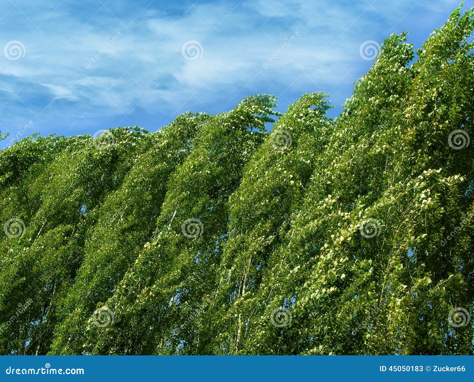 Pioppi immagine stock. Immagine di sfondo, verde, nave - 45050183