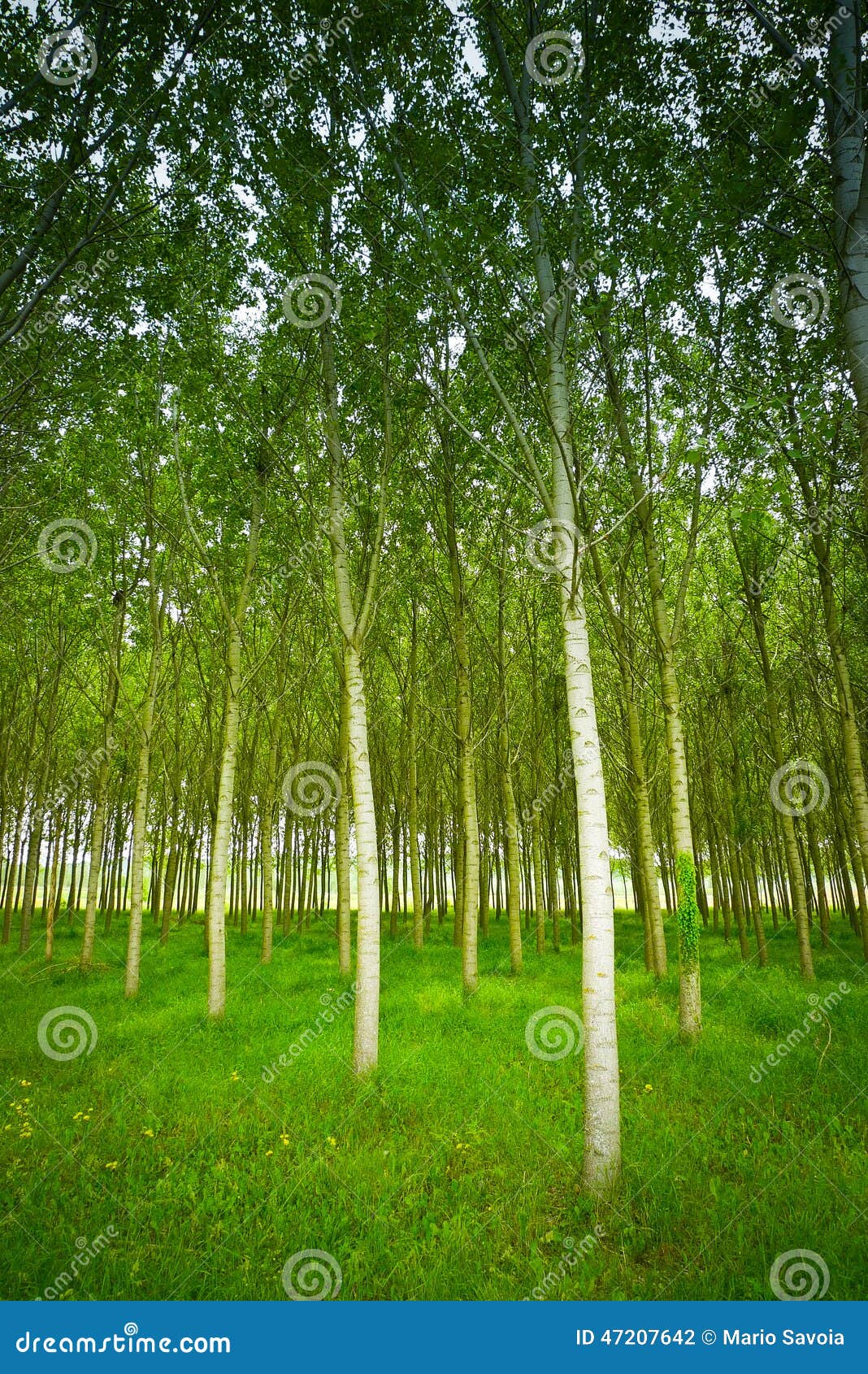 Pioppi bianchi fotografia stock. Immagine di sviluppisi - 47207642