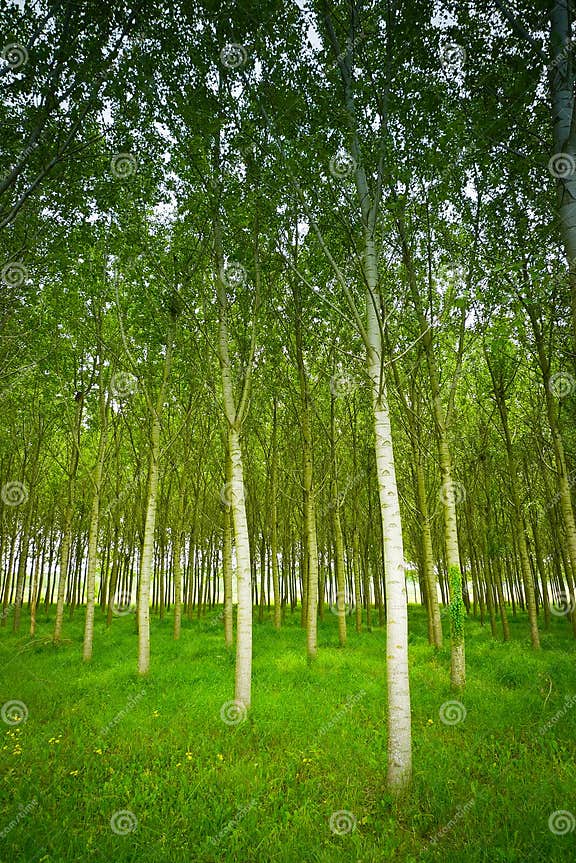 Pioppi bianchi fotografia stock. Immagine di sviluppisi - 47207642