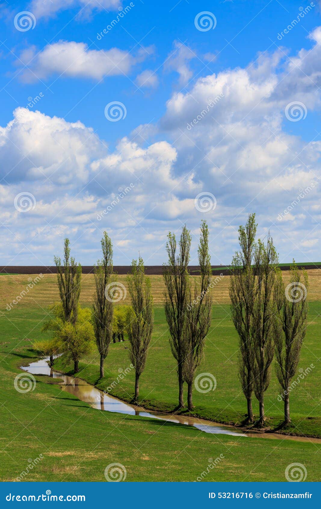 Pioppi e un lago fotografia stock. Immagine di pioppo - 53216716