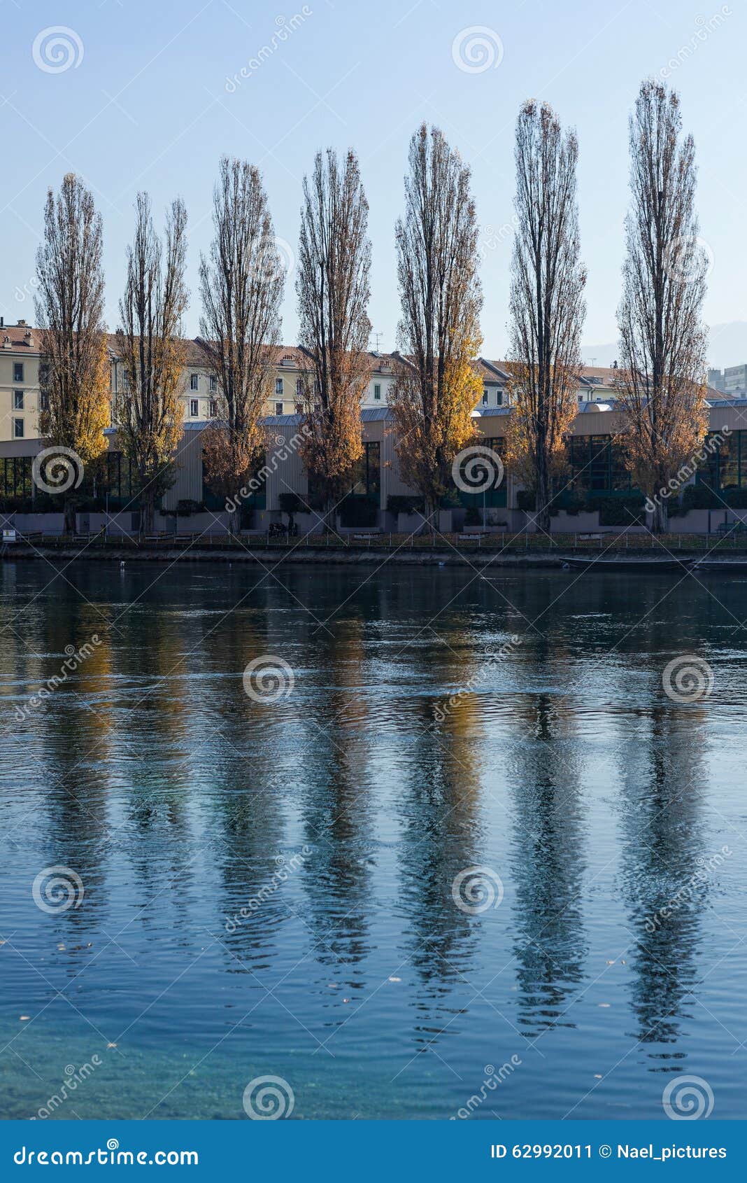 Pioppi lungo il fiume immagine stock. Immagine di fogli - 62992011