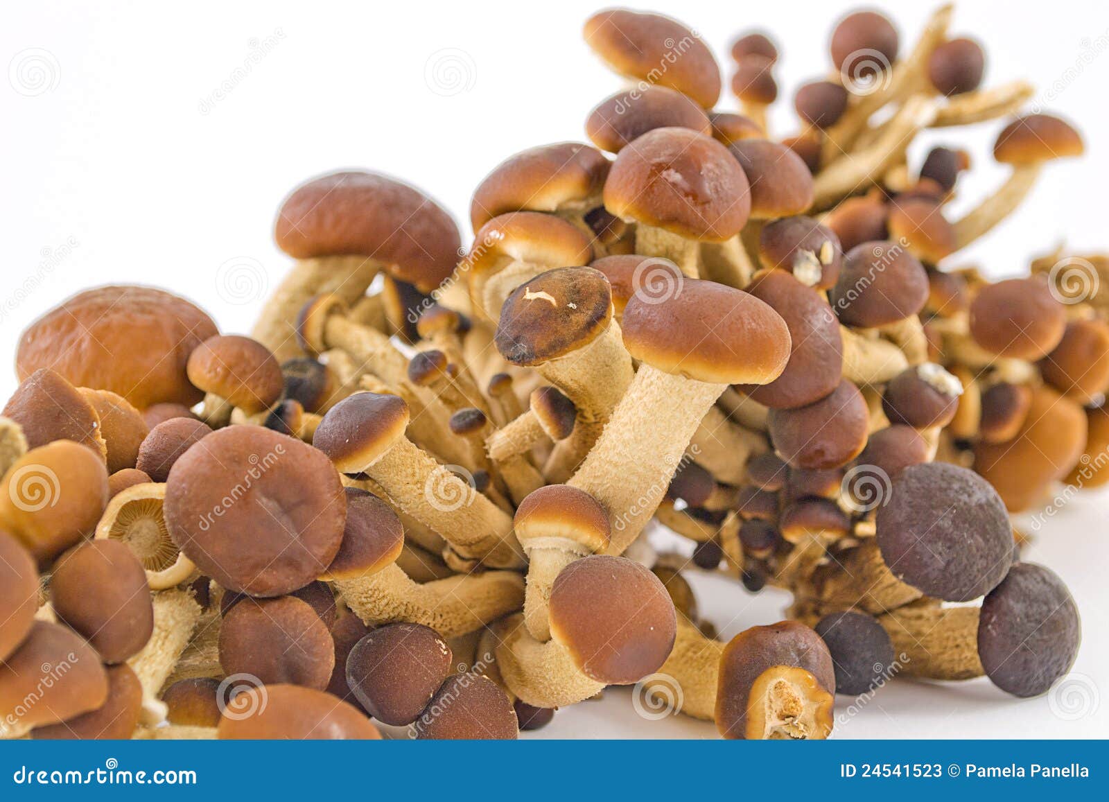 Pioppini fresh stock image. Image of closeup, aspen, edible - 24541523