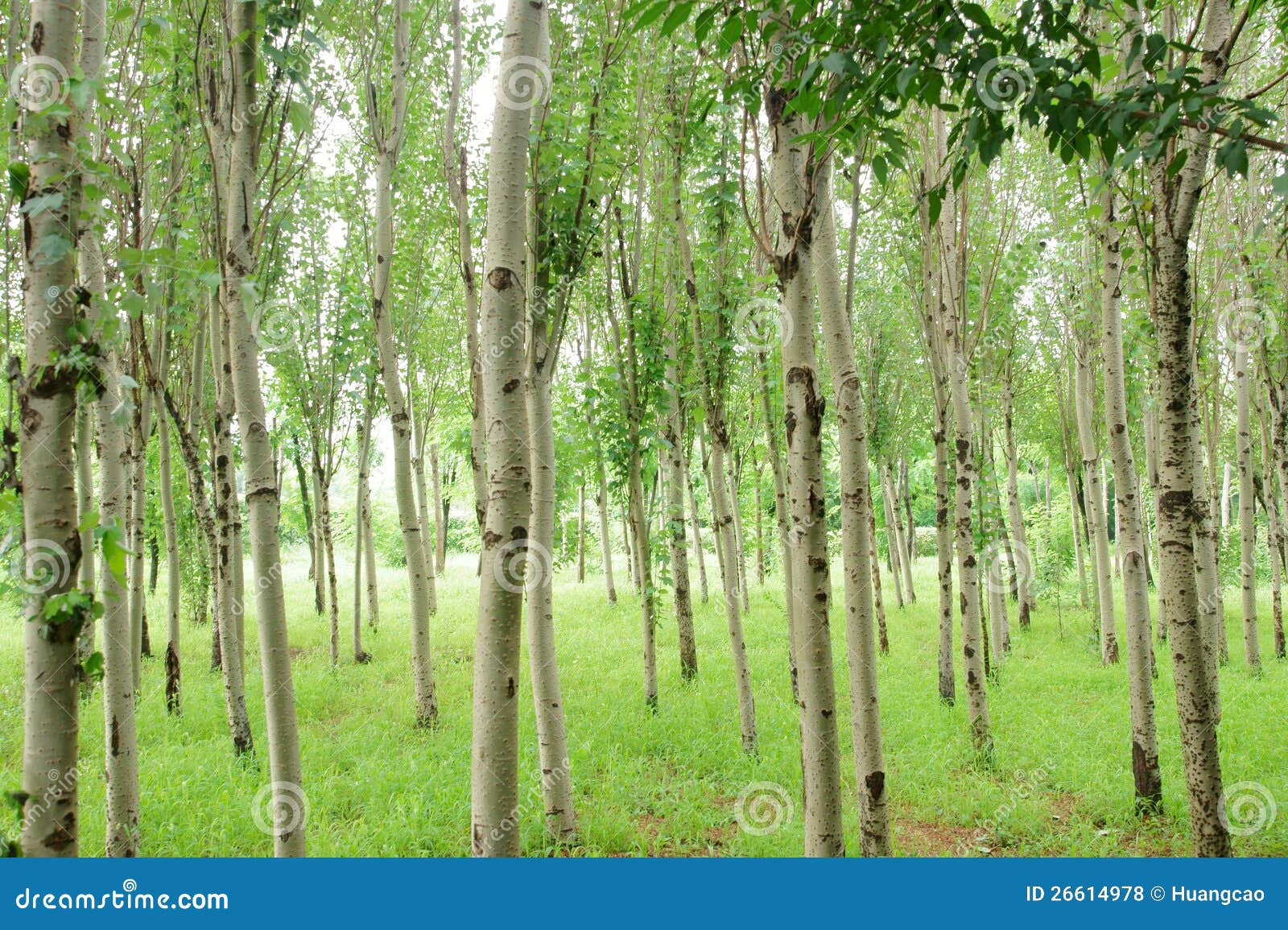 Pioppo bianco fotografia stock. Immagine di verde, corteccia - 26614978