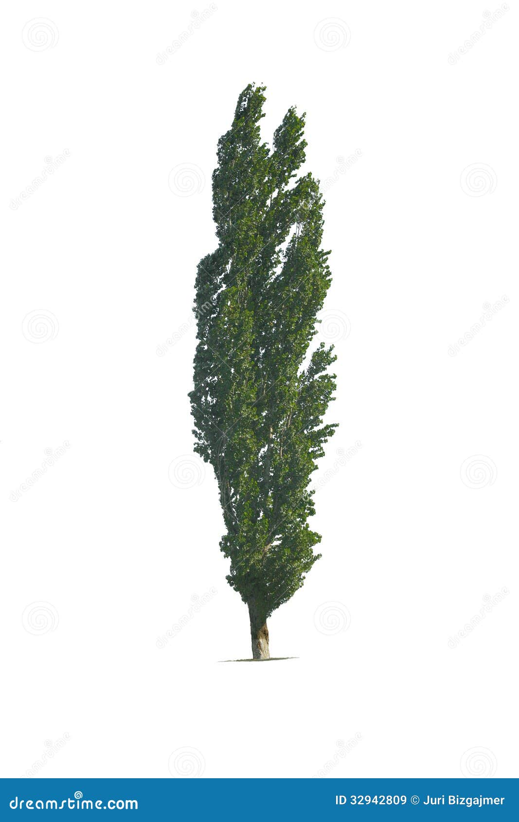 Pioppo Dell'albero Isolato Sul Bianco Immagine Stock - Immagine di ...