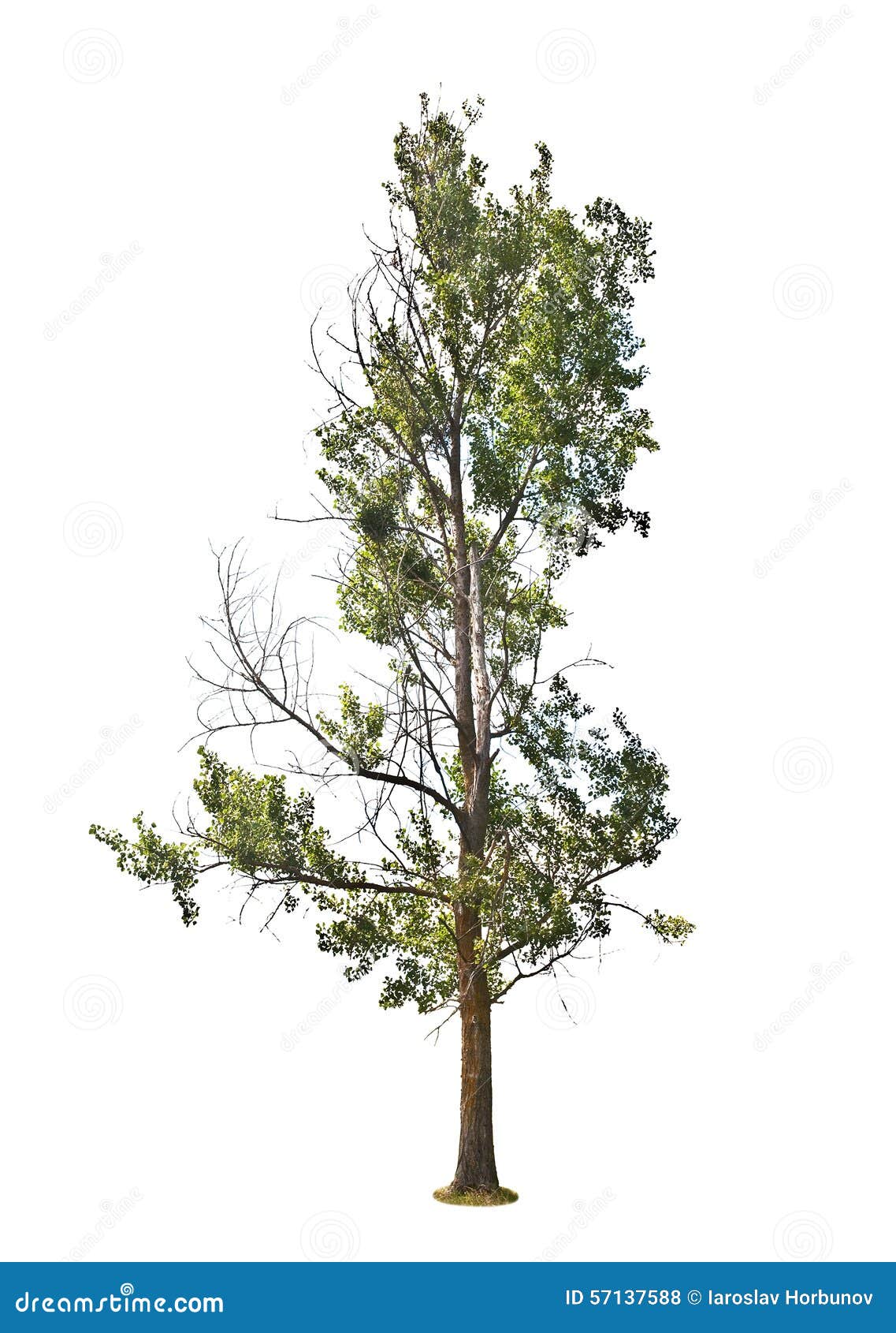 Pioppo Isolato Su Fondo Bianco Fotografia Stock - Immagine di botanica ...