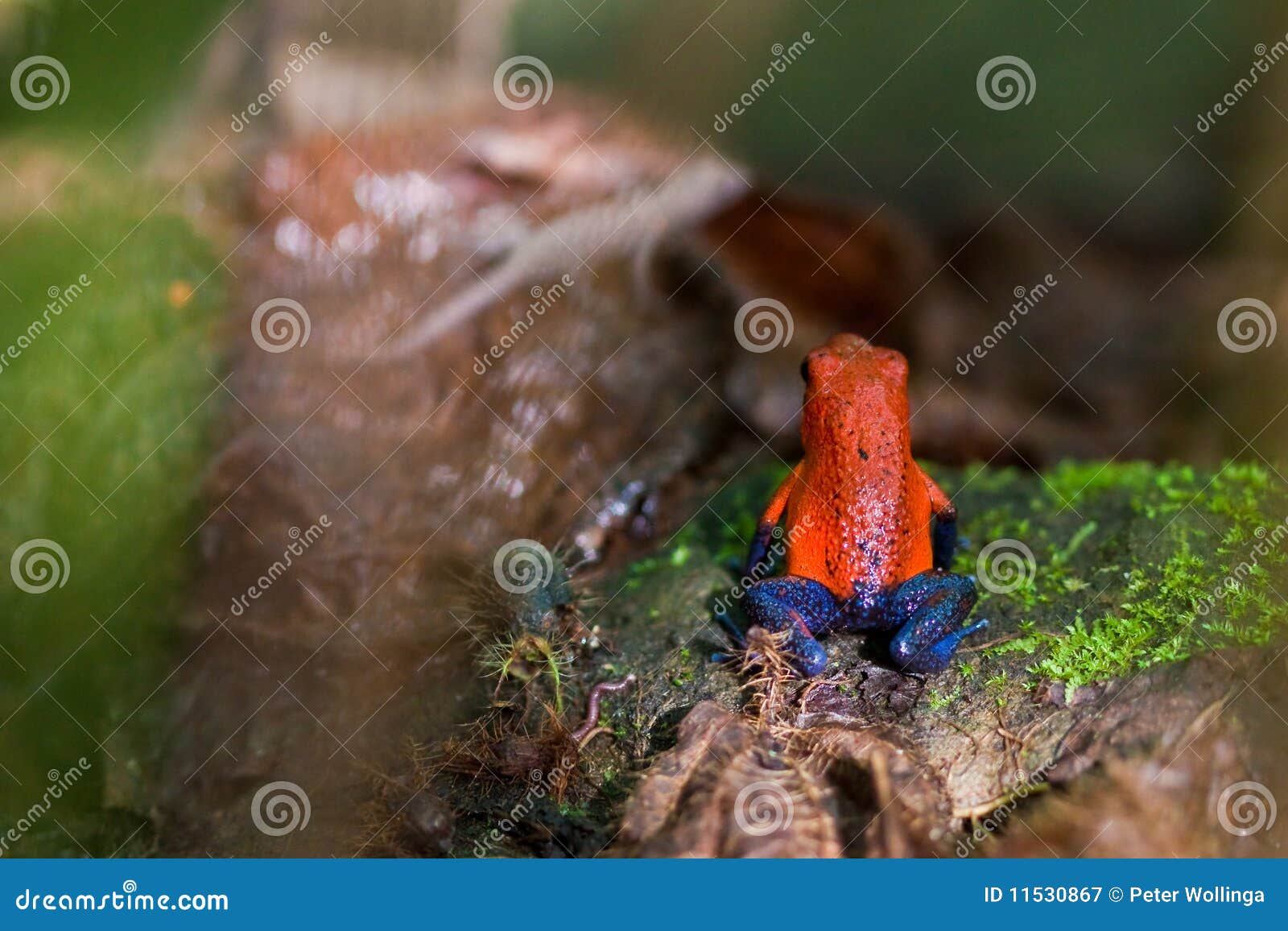 Piosonous Small Red and Blue Frog Stock Image - Image of venomous ...