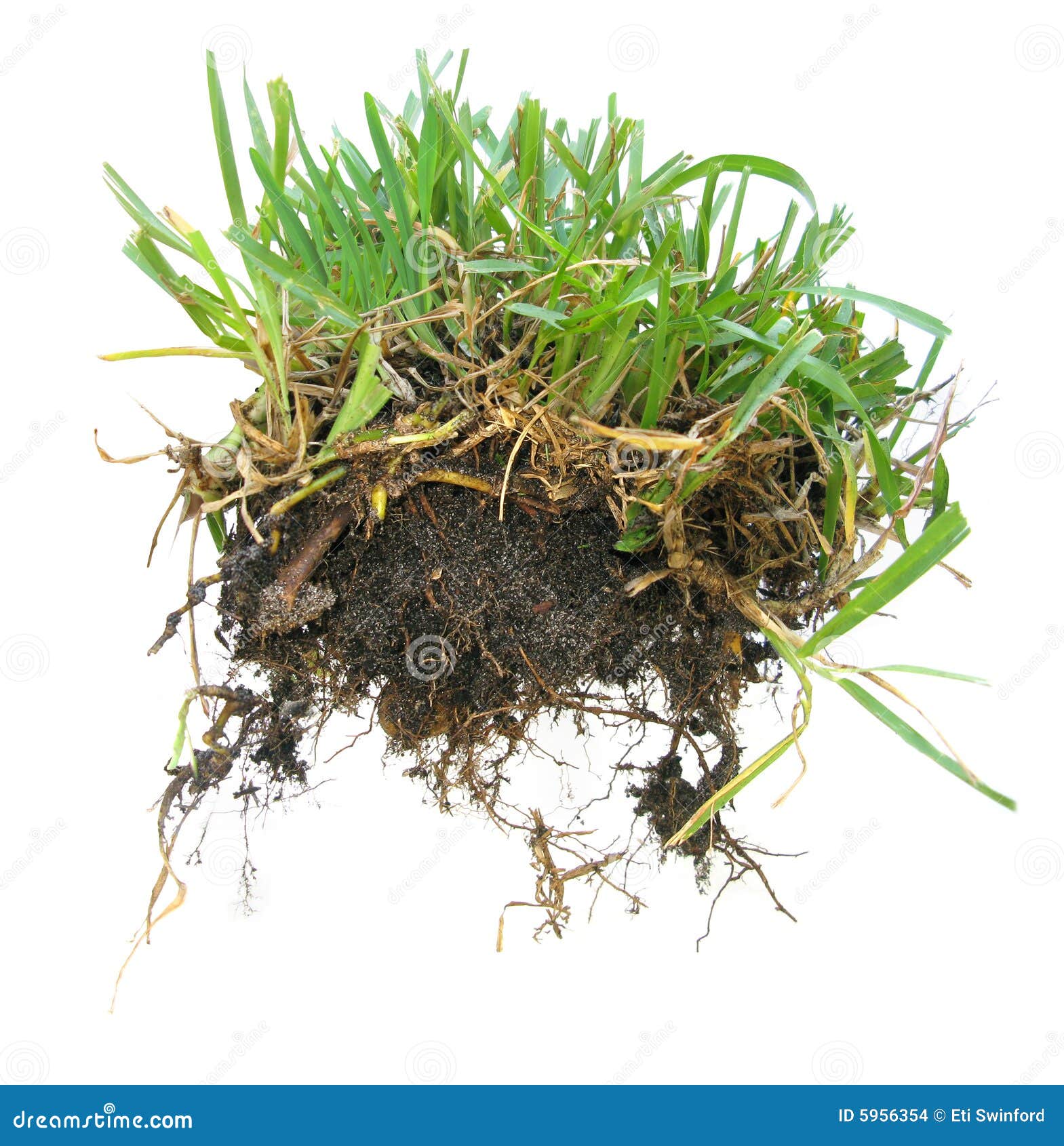 Piota dell'erba fotografia stock. Immagine di erba, sporco - 5956354