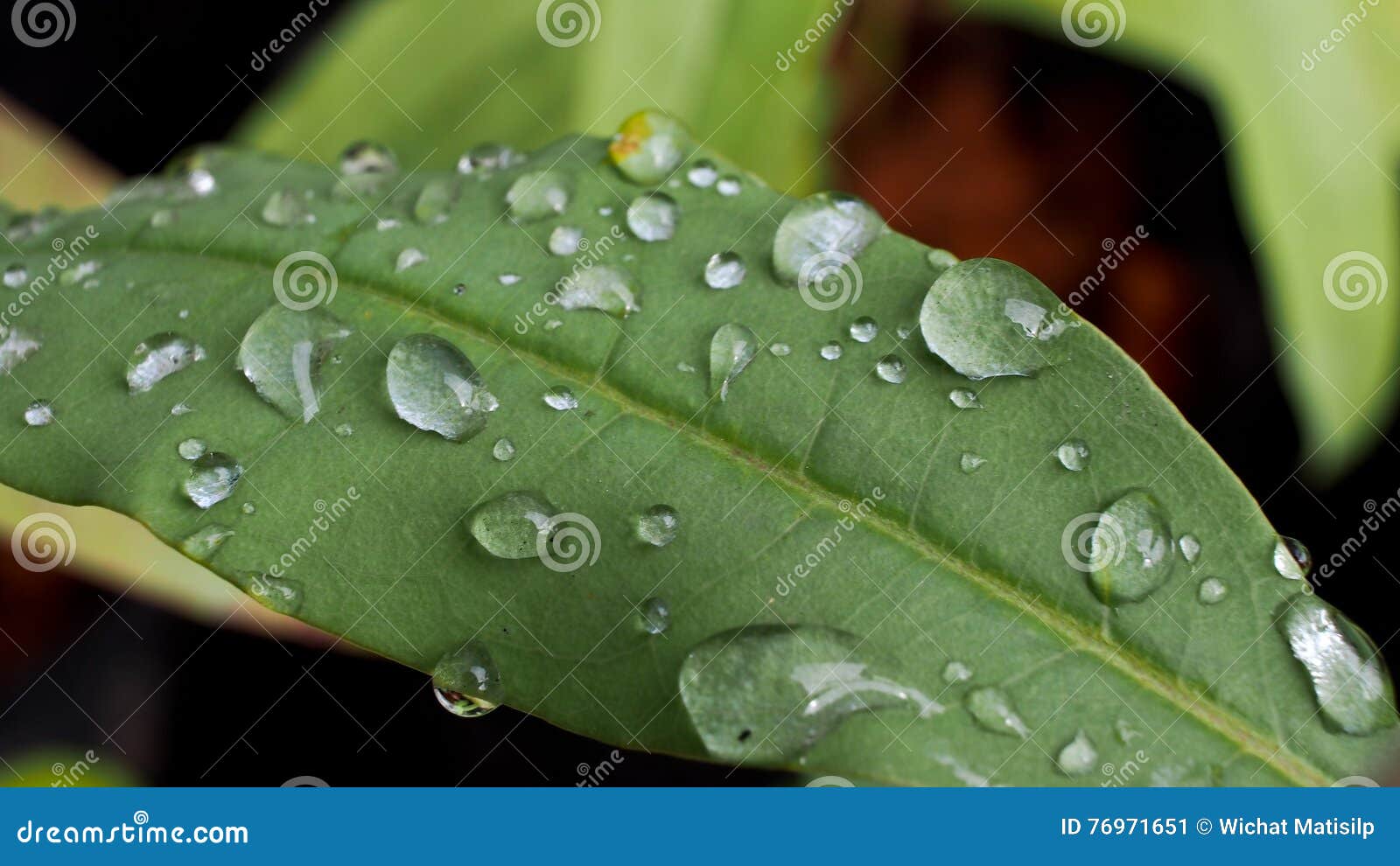 Piova le gocce immagine stock. Immagine di decorazione - 76971651