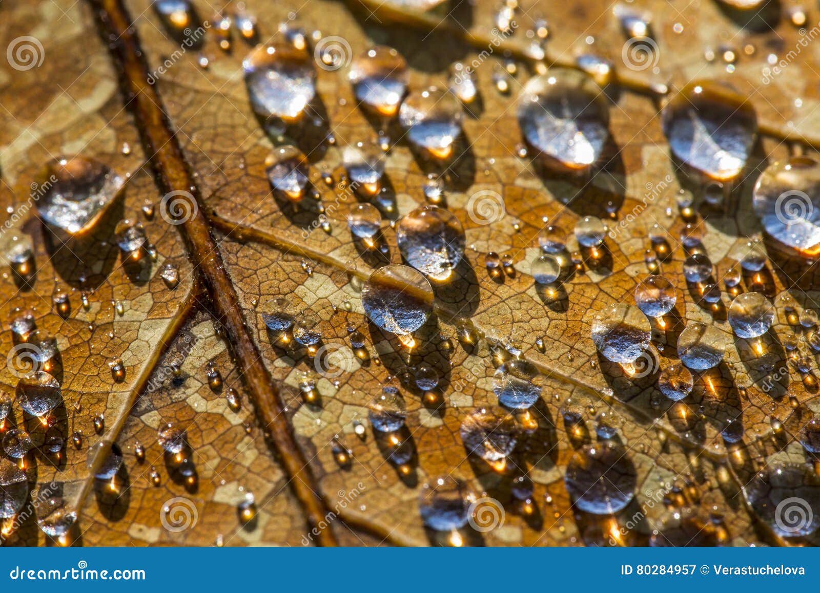 Piova le gocce immagine stock. Immagine di fresco, flora - 80284957