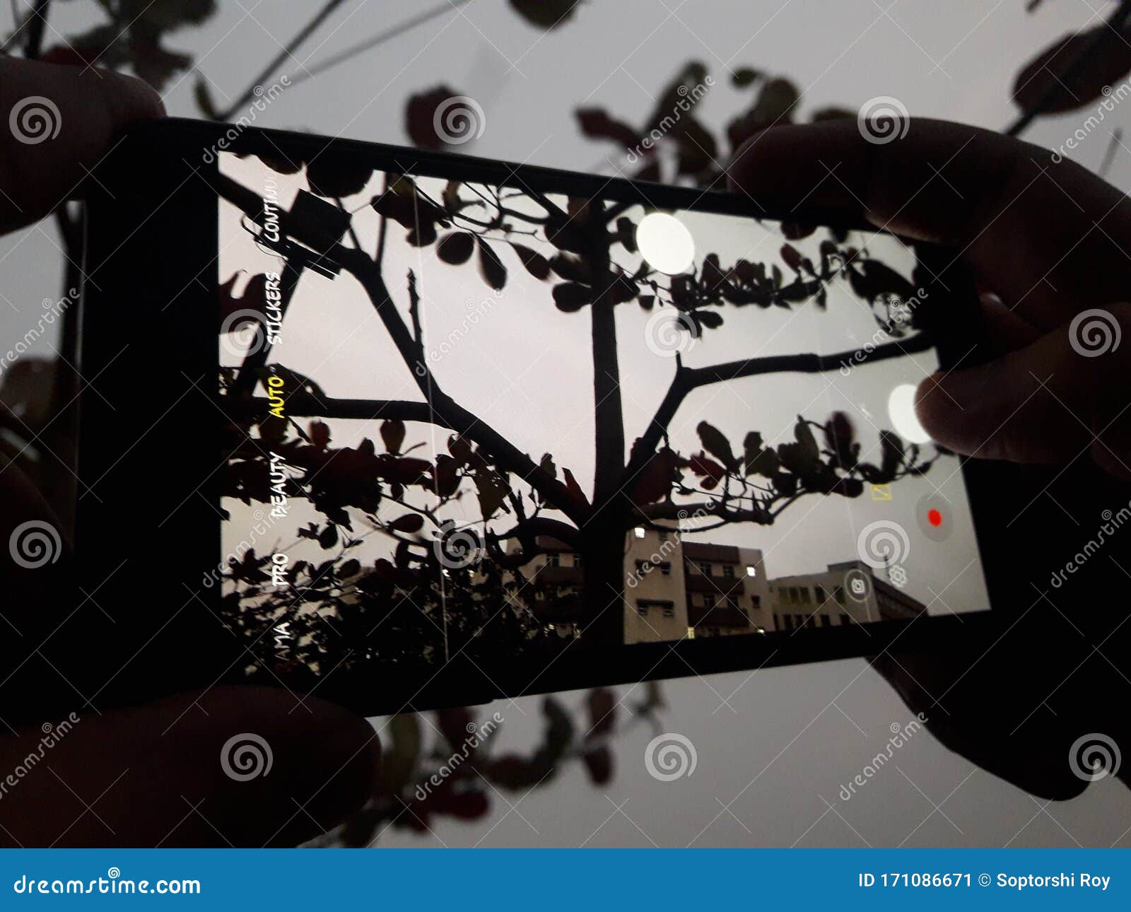 PIP Clicked a Tree Using 2 Mobile Stock Image - Image of mobile, tree ...