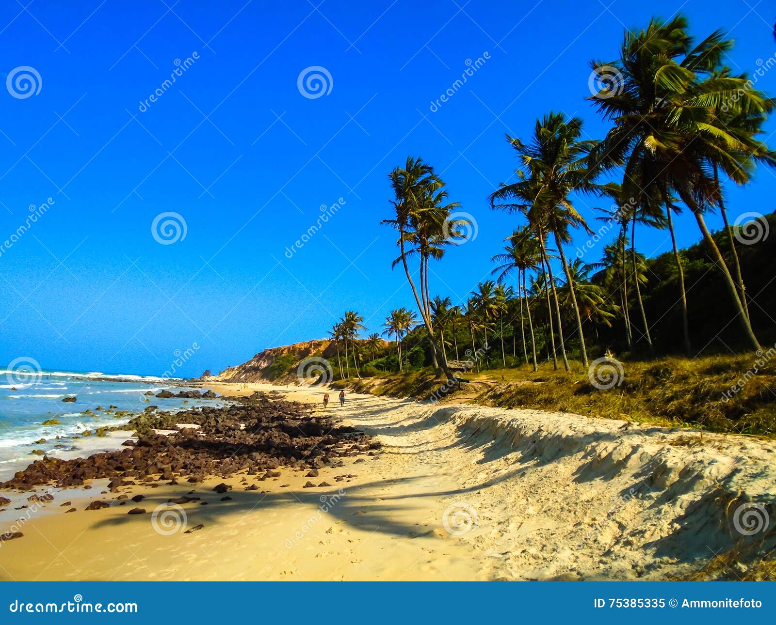 Pipa Beach in Brazil stock image. Image of palm, sunny - 75385335